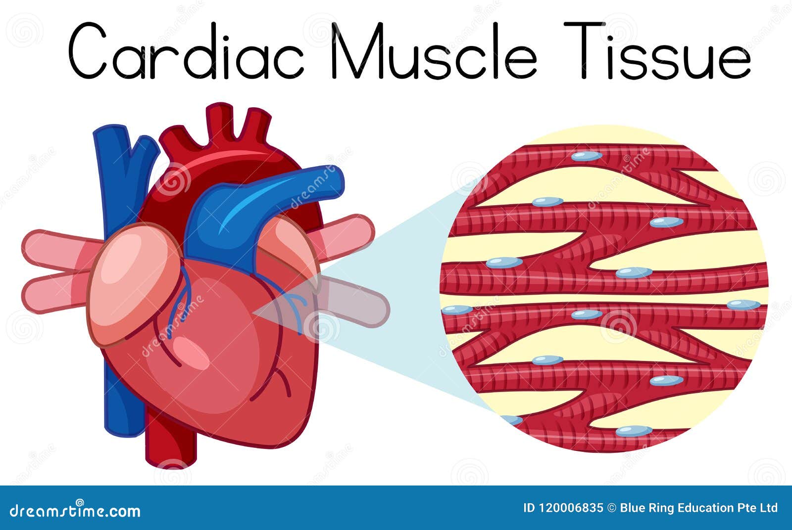 Een Menselijk Hartspierweefsel Vector Illustratie - Illustration of ...