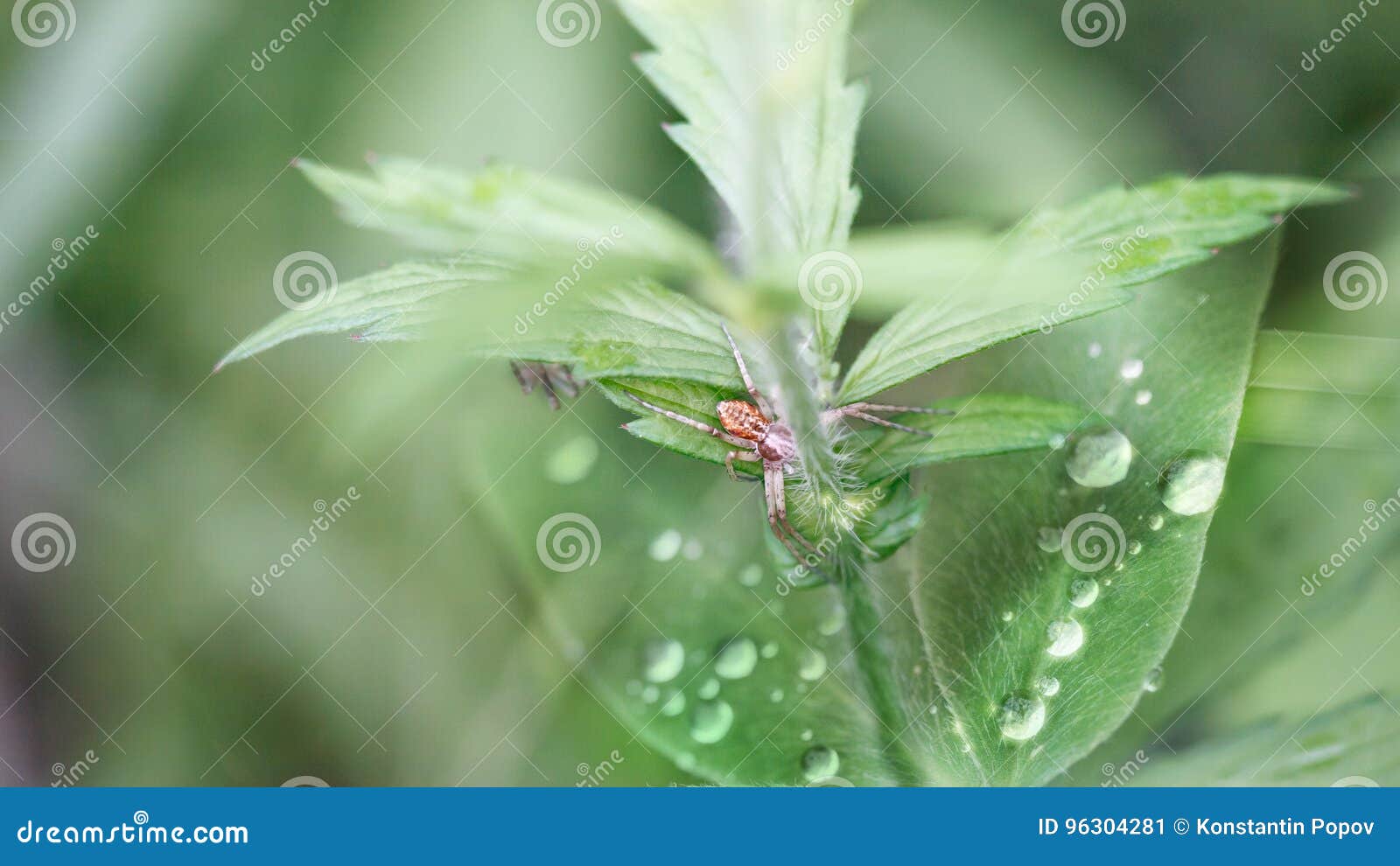 Een Microkosmos Van Insecten Stock Afbeelding - Image of lente, insect ...