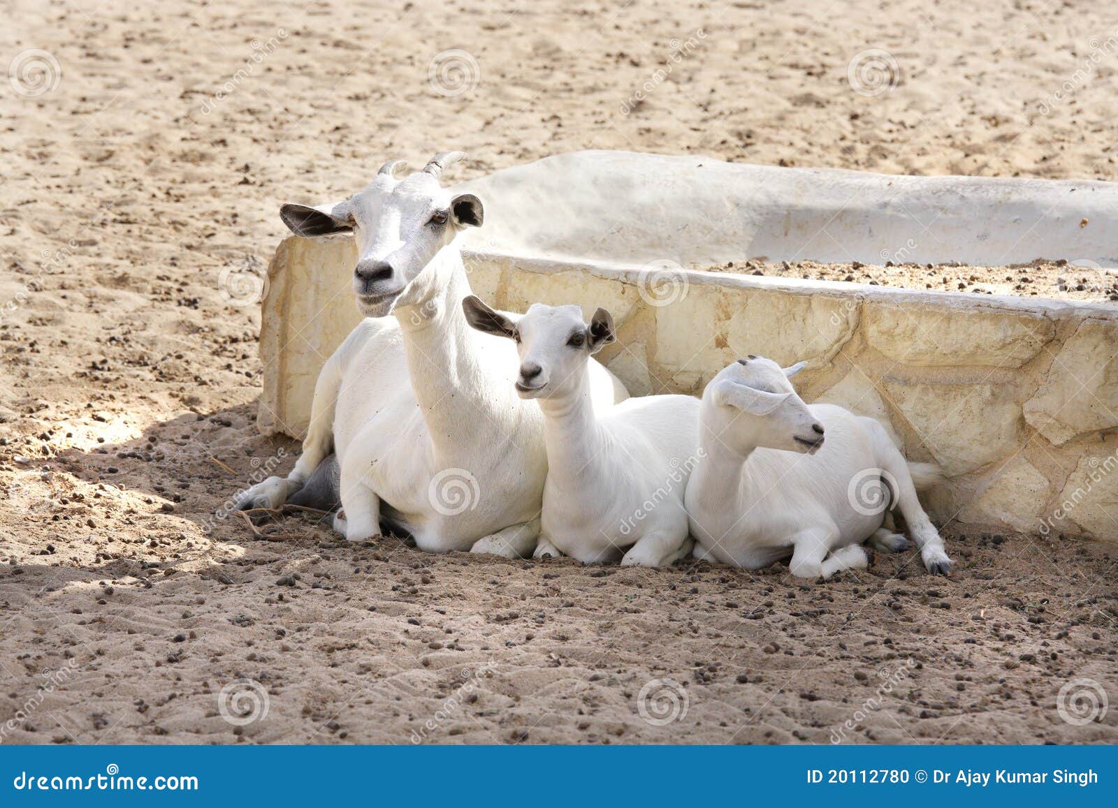 Een Moeder Omani Geit Met Jonge Geitjes Stock Foto - Image of geit ...