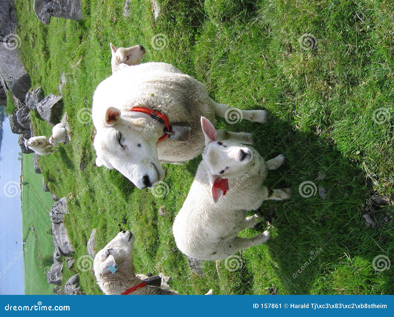 Een Moederschaap En Een Lam Stock Afbeelding - Image of wollig, ouder ...