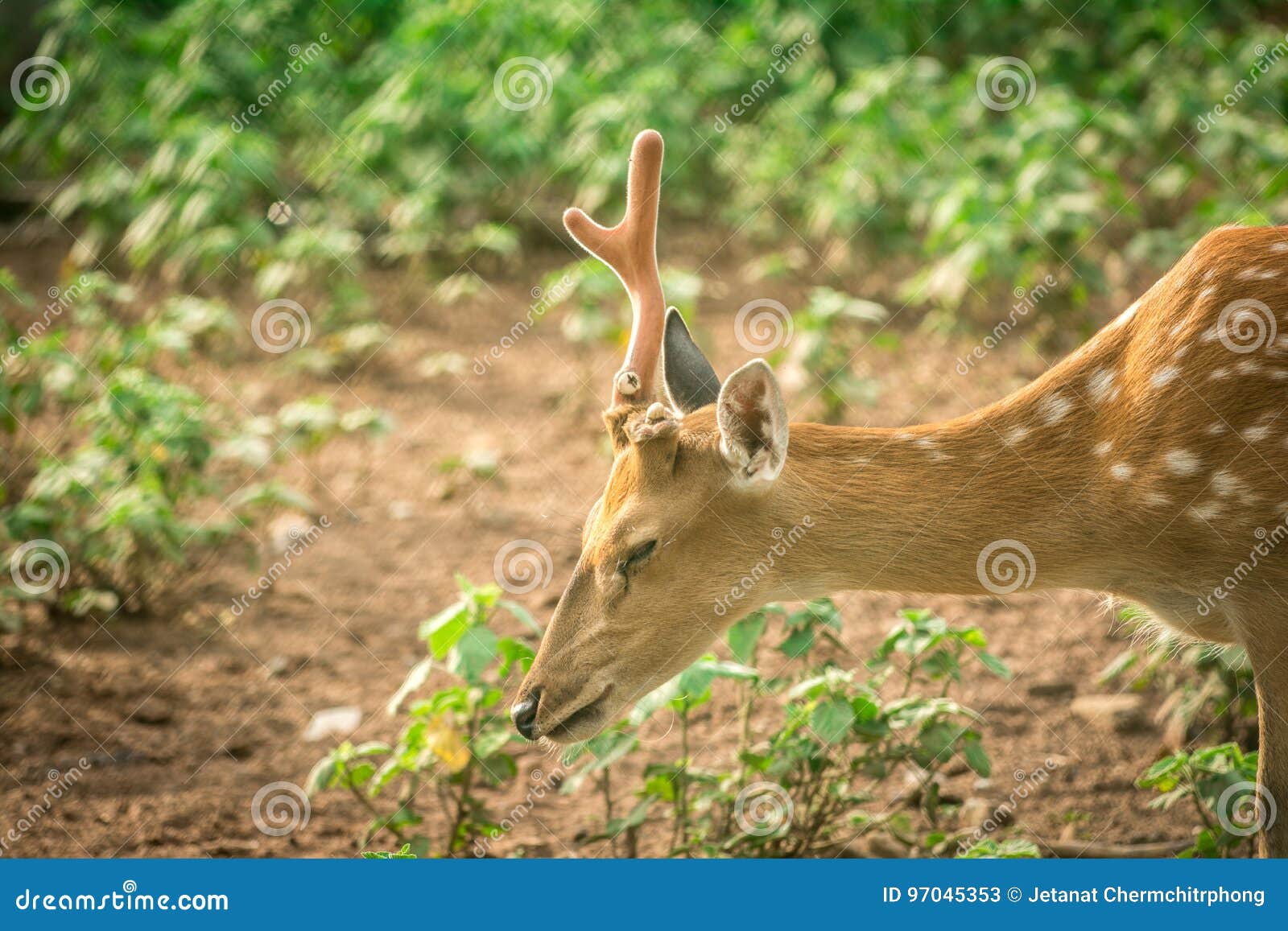 Een mooi hert stock afbeelding. Image of installatie - 97045353