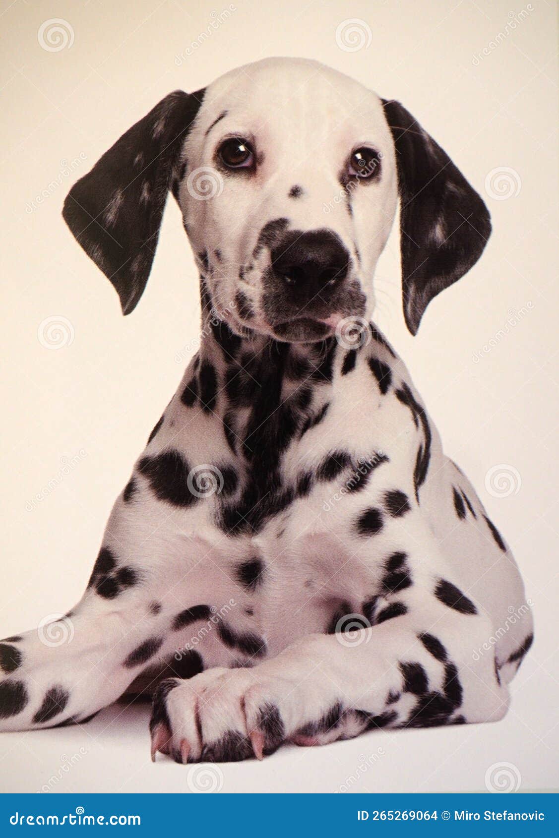 Een Mooi Portret Met Een Dalmatische Hondenkop Met Een Leuke ... Een Mooi Portret Met Een Dalmatische Hondenkop Met Een Leuke ...
