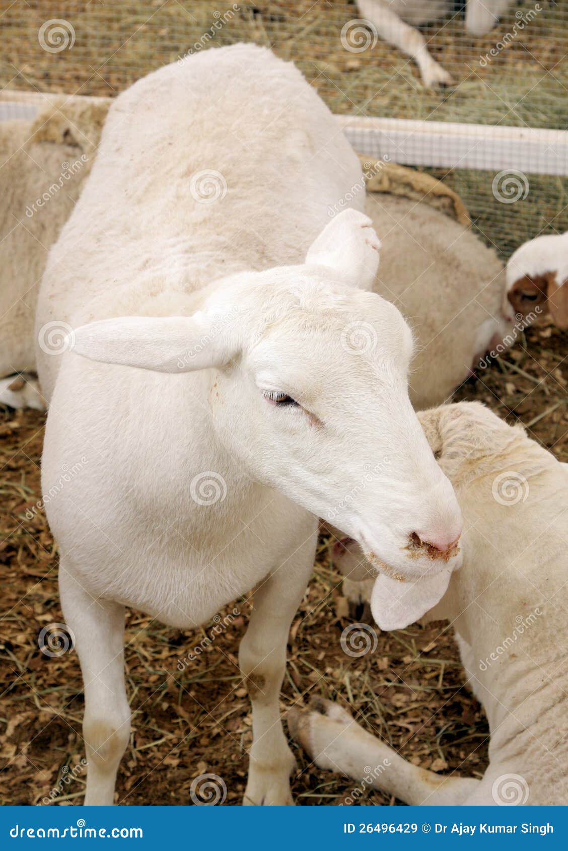 Een mooi wit schaap Dorper stock afbeelding. Image of vlees - 26496429