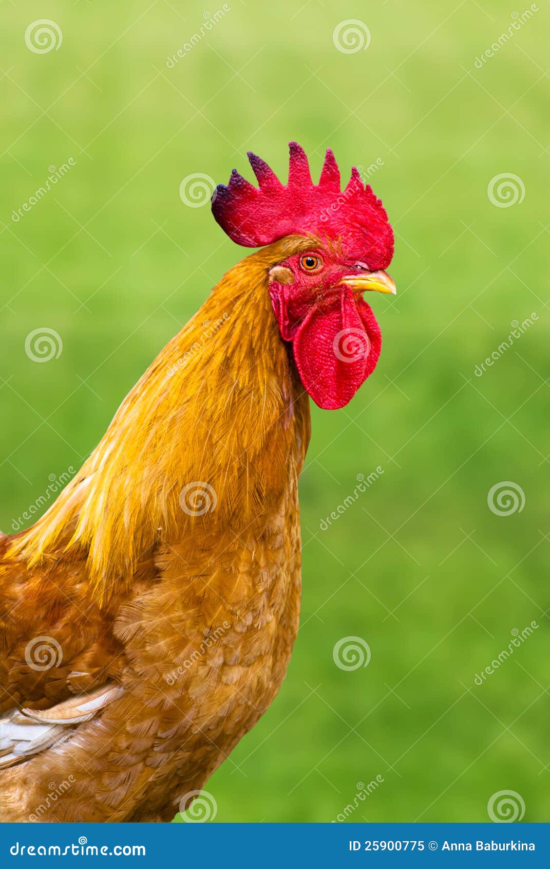 Een mooie haan stock afbeelding. Image of groen, dier - 25900775