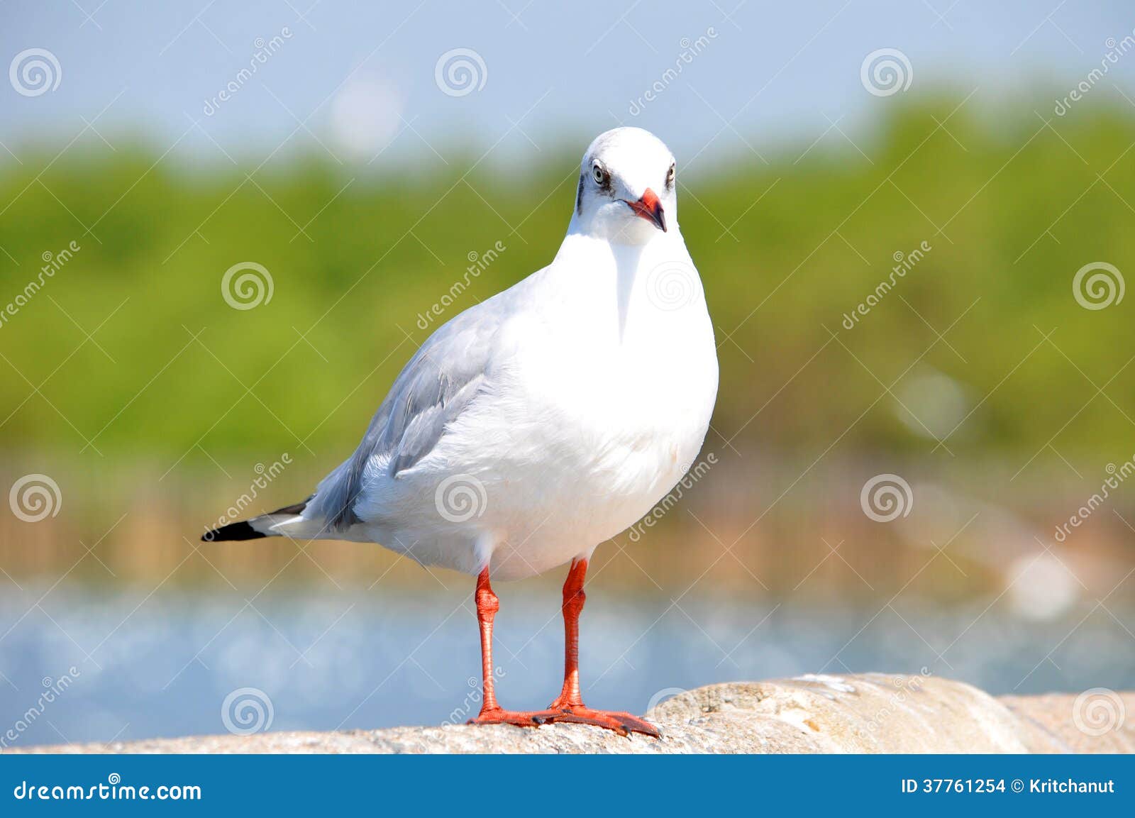 Een mooie witte meeuw stock foto. Image of wild, één - 37761254