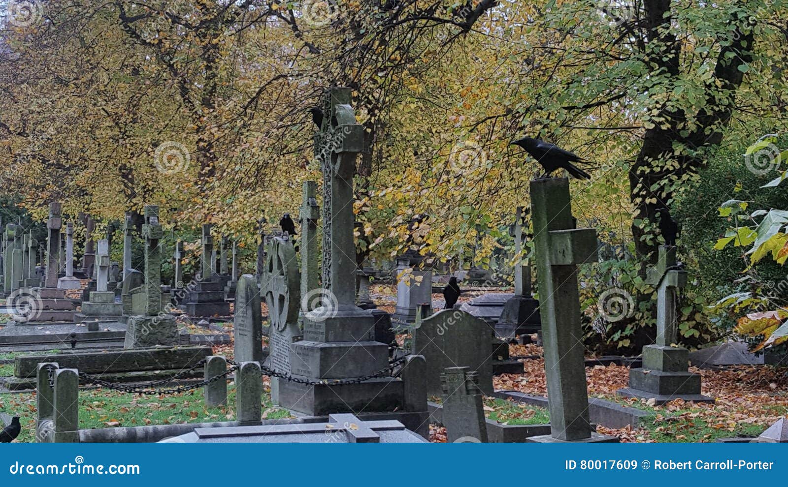 Een moord van kraaien stock afbeelding. Image of moord - 80017609