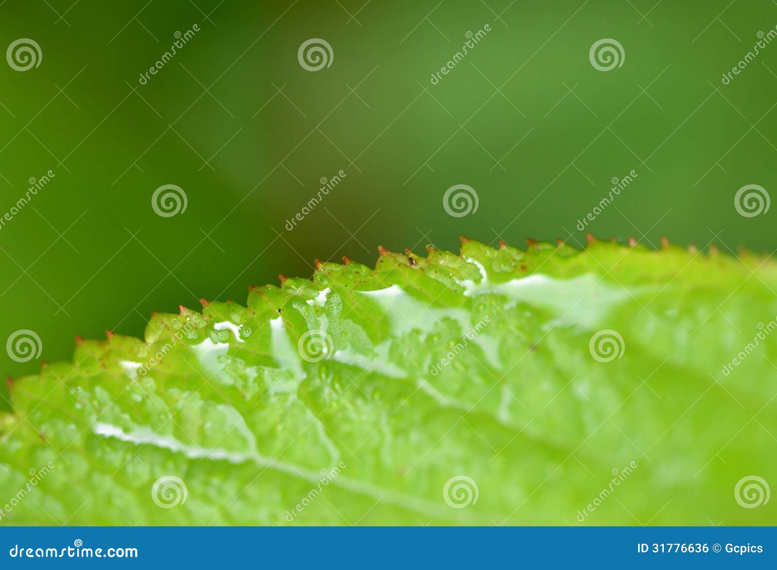 Een Natte Bladrand stock foto. Image of seizoengebonden - 31776636