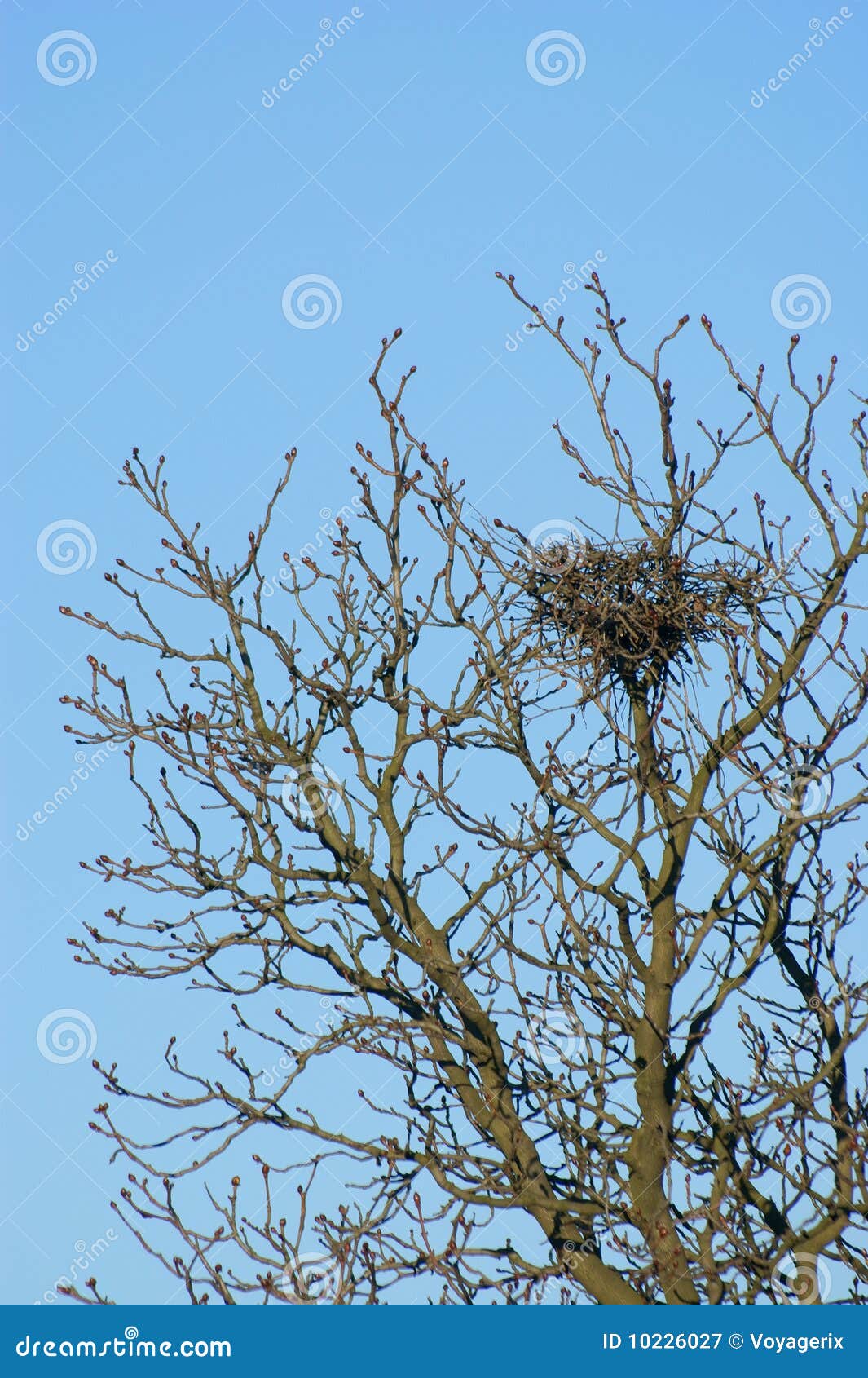 Een nest in de boom stock afbeelding. Image of blauw - 10226027