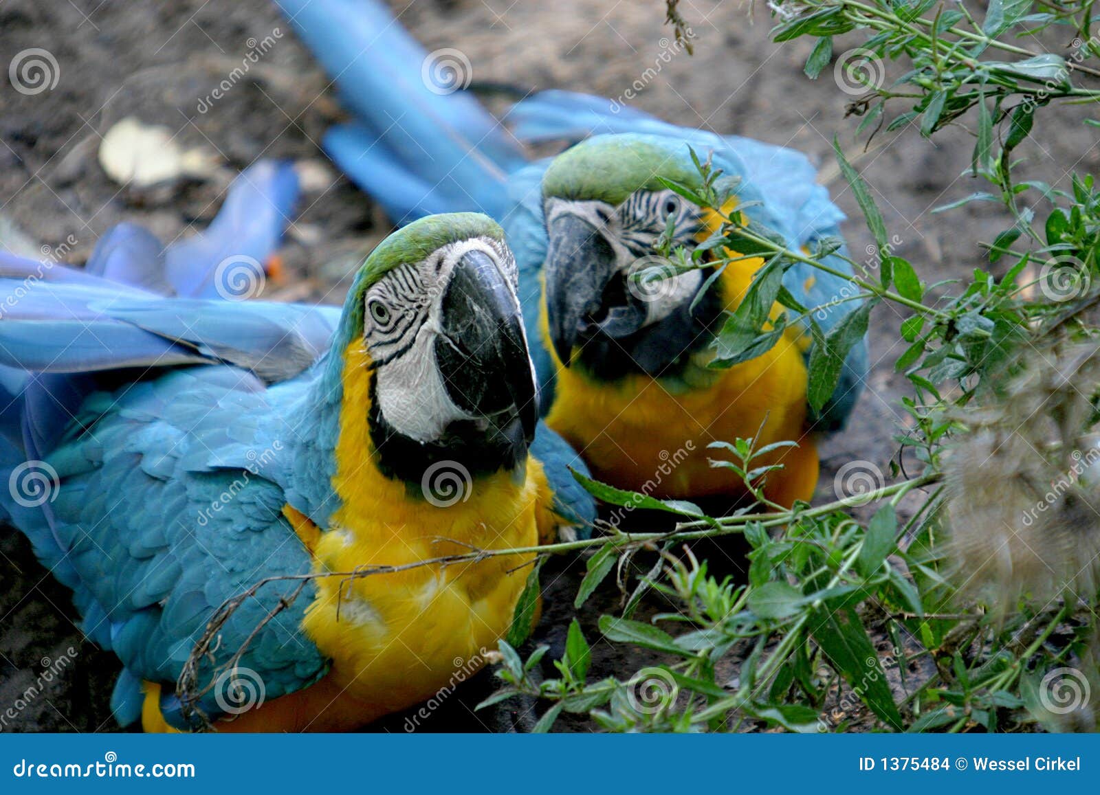 Een paar blauwe ara's stock foto. Image of rekeningen - 1375484