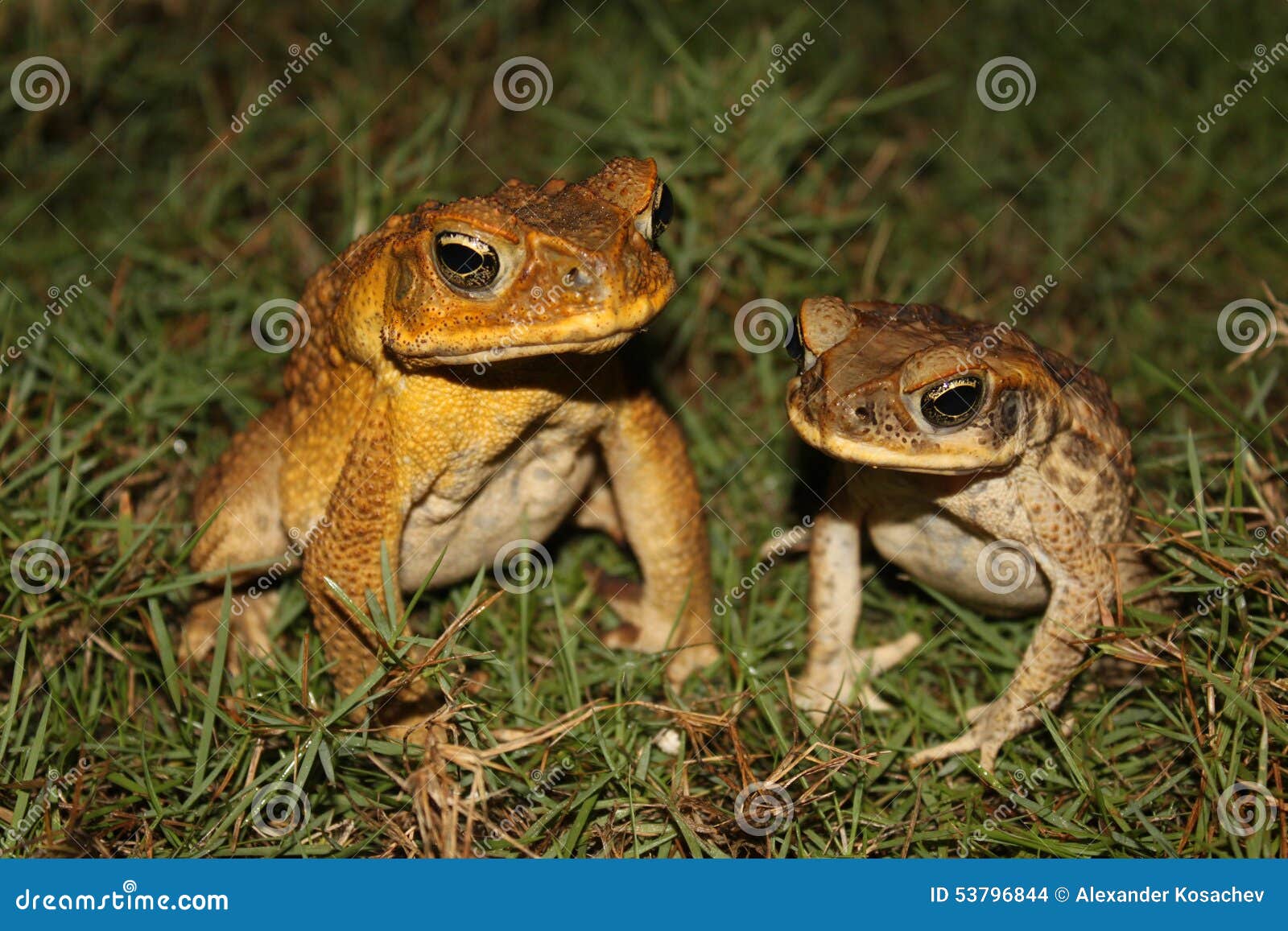 Een Paar Padden in Het Gras Stock Foto - Image of tropisch, nacht: 53796844