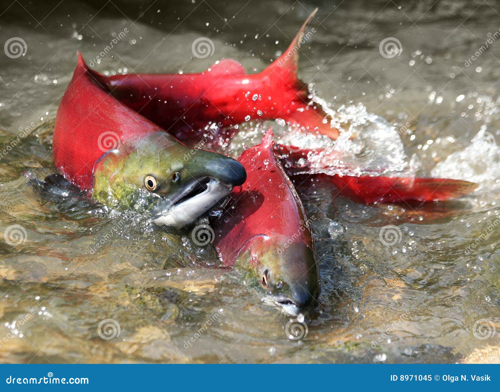 Een paar rode zalm stock afbeelding. Image of water, rivier - 8971045