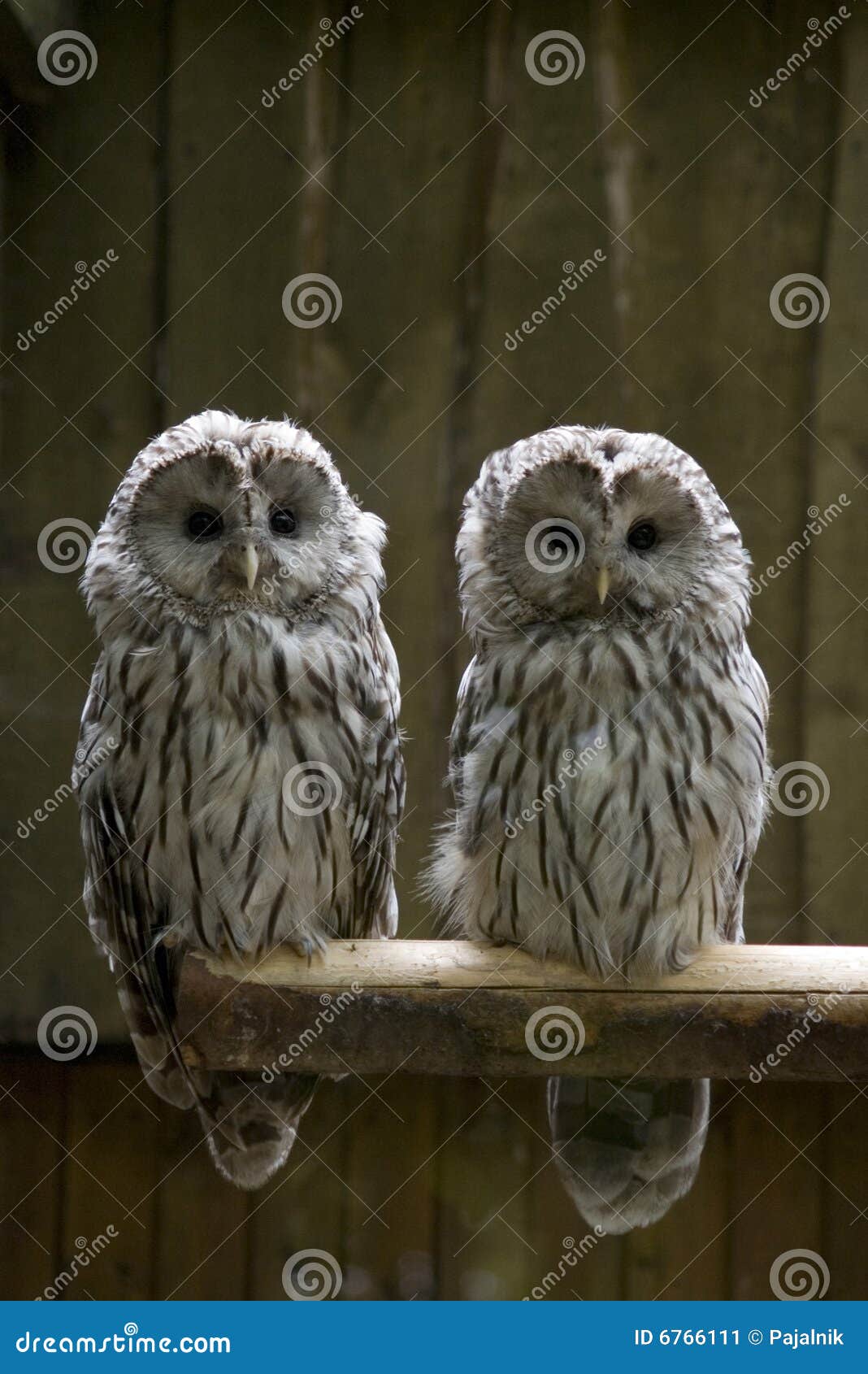 Een paar Uilen stock afbeelding. Image of wild, reserveren - 6766111