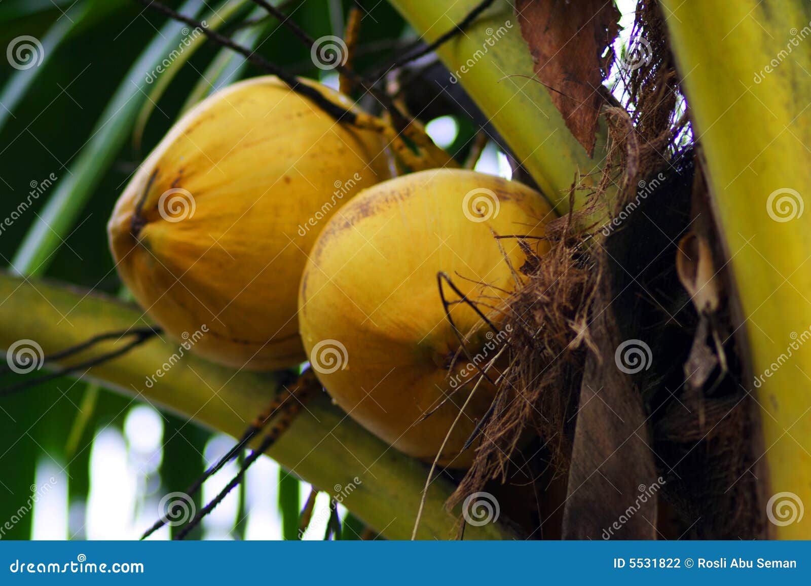 Een Paar Van Kokosnoot Bij Boom Stock Foto - Image of nadruk, tropisch ...