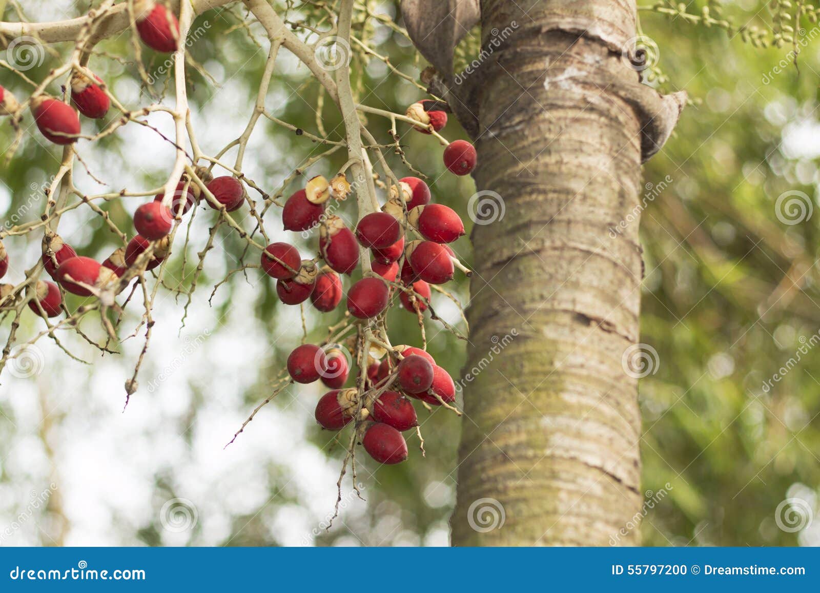Een Palm met rode vruchten stock foto. Image of rood - 55797200