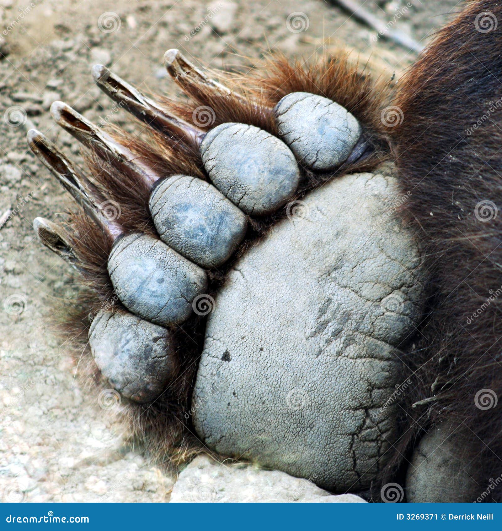 Een poot van de Grizzly stock afbeelding. Image of westelijk - 3269371