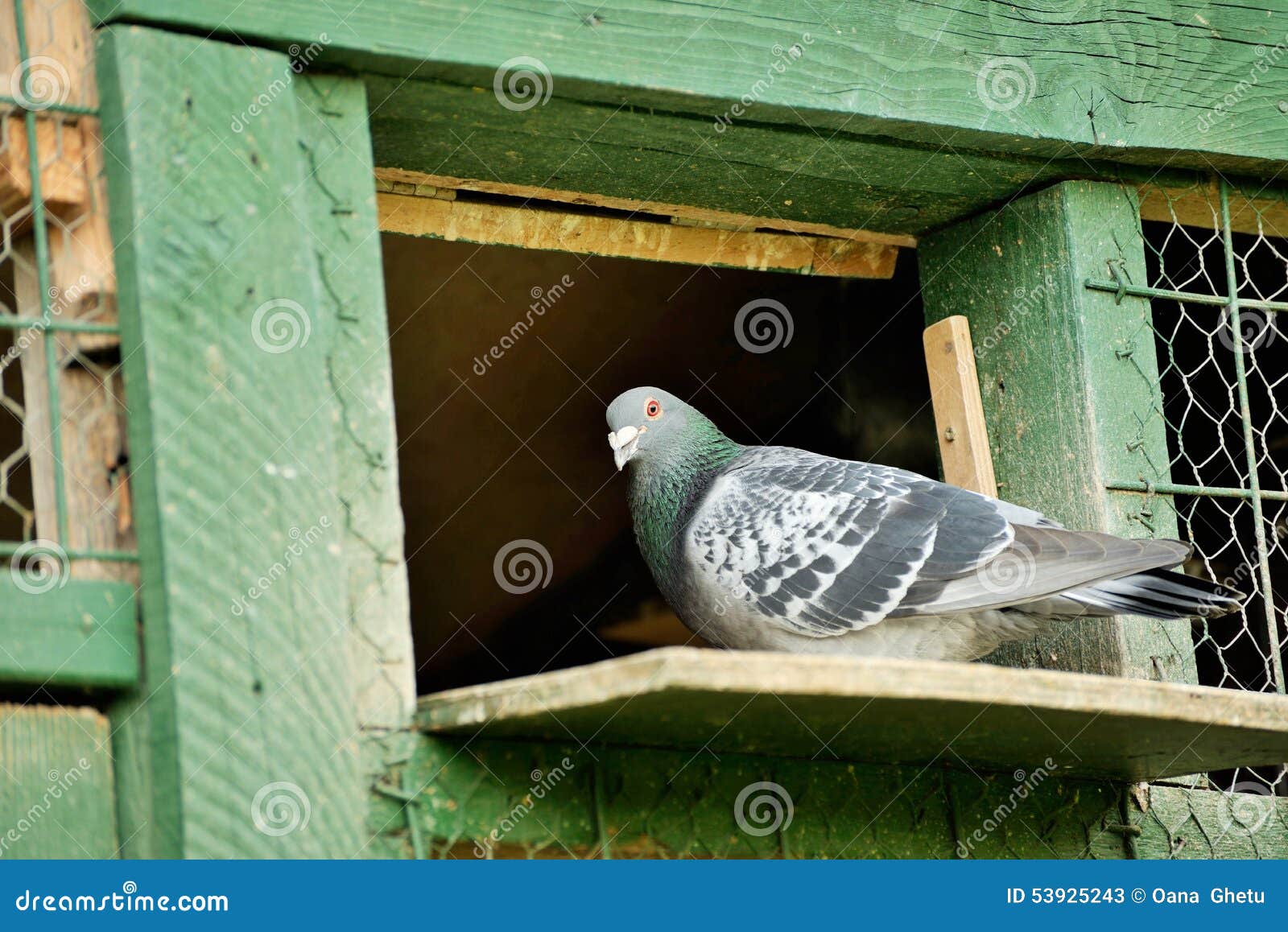 Een Postduif of Boodschappersduif Stock Afbeelding - Image of draag ...