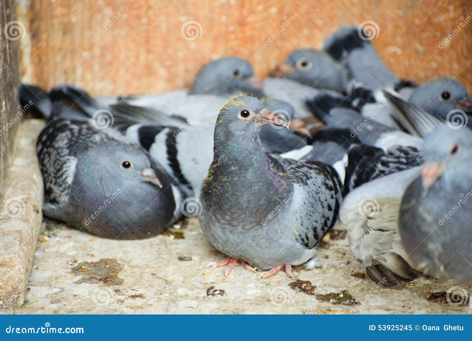 Een Postduif of Boodschappersduif Stock Afbeelding - Image of vogel ...