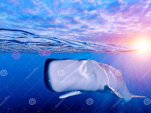 Een potvis stock illustratie. Illustration of zwemmen - 127838487