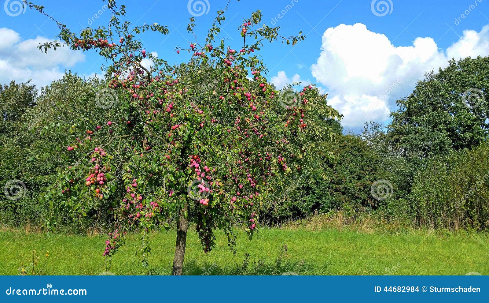 Een pruimboom in de herfst stock foto. Image of boom - 44682984