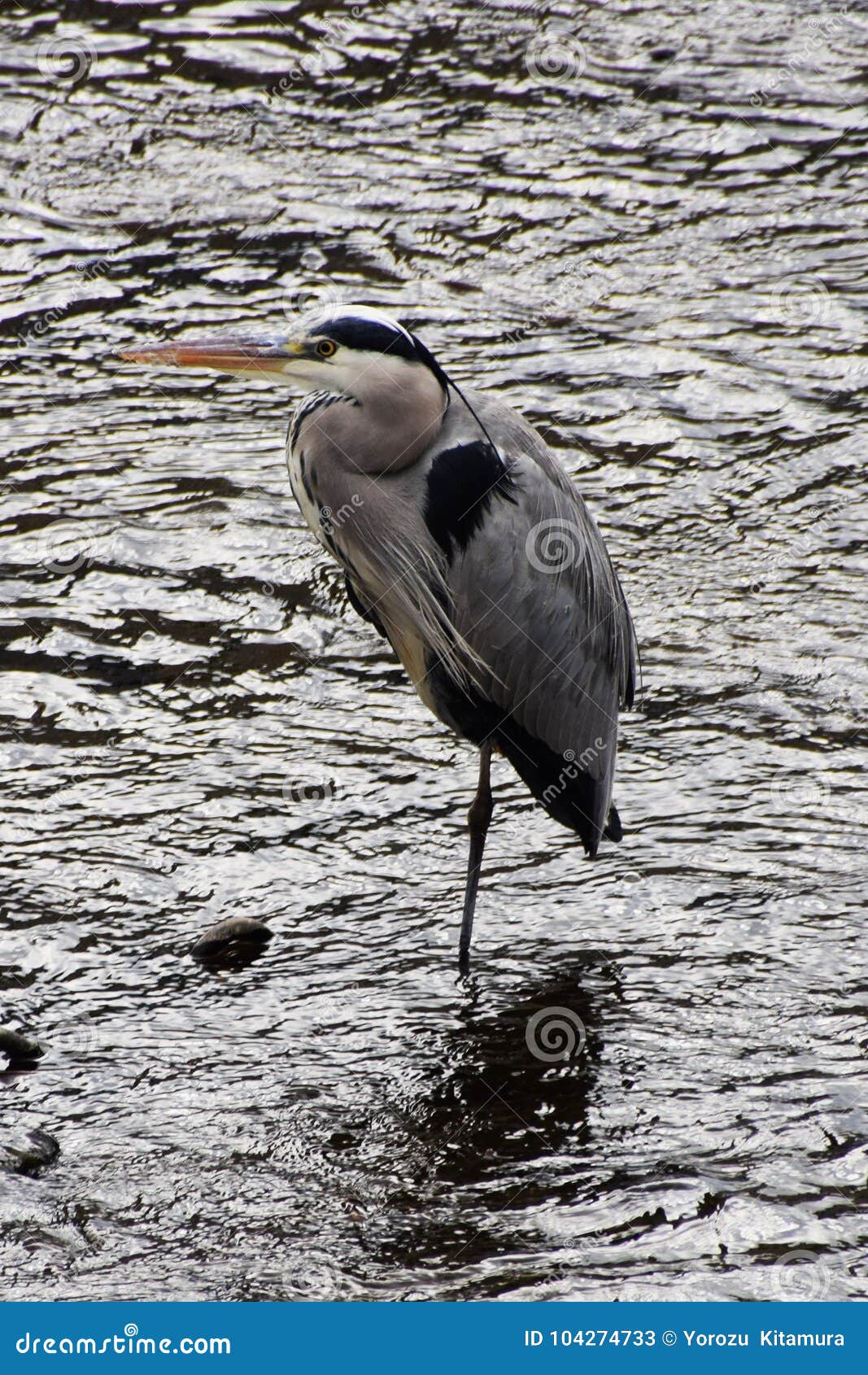 Een reiger stock afbeelding. Image of gebied, insecten - 104274733