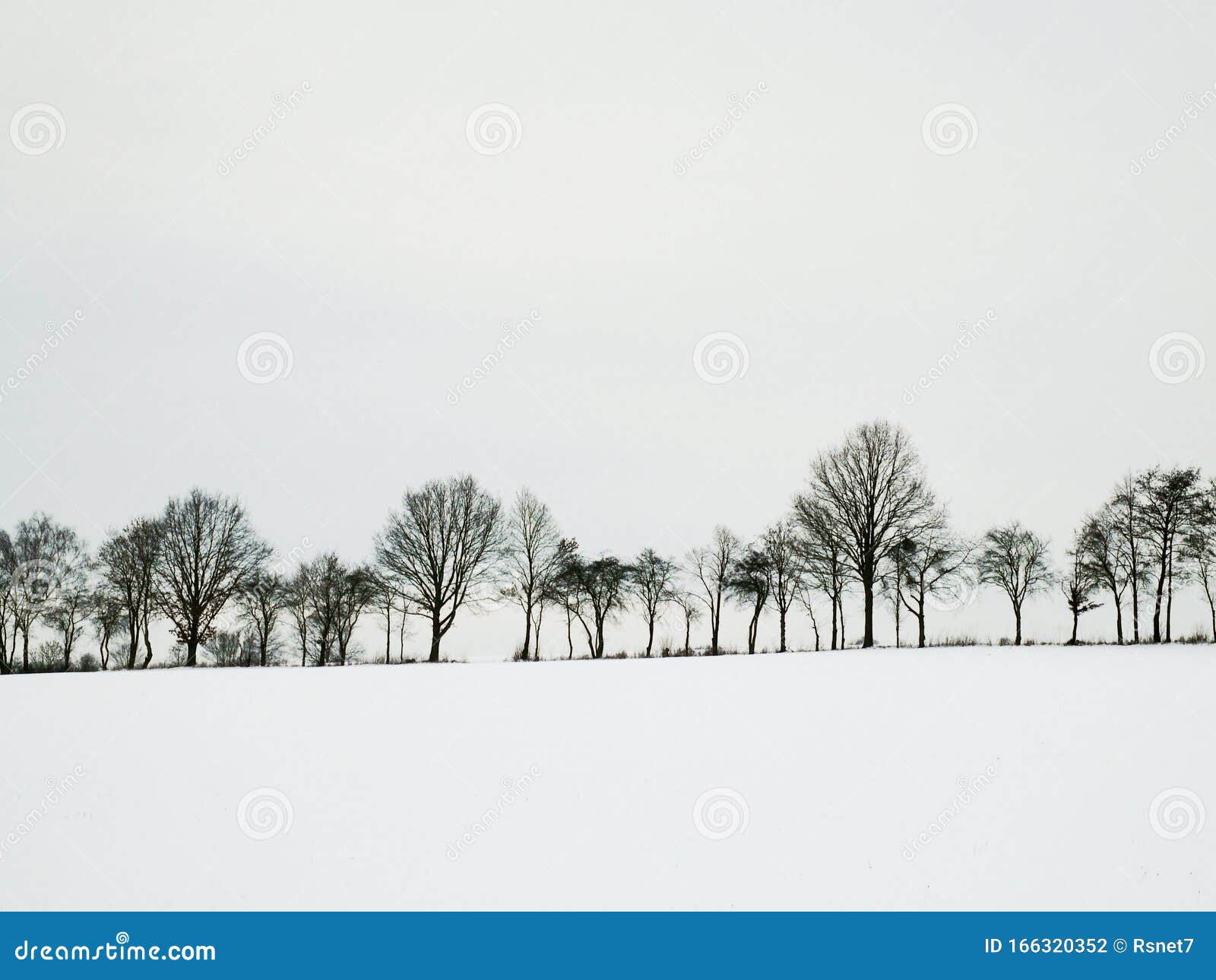 Een rij bomen in sneeuw stock foto. Image of nieuw, toneel - 166320352