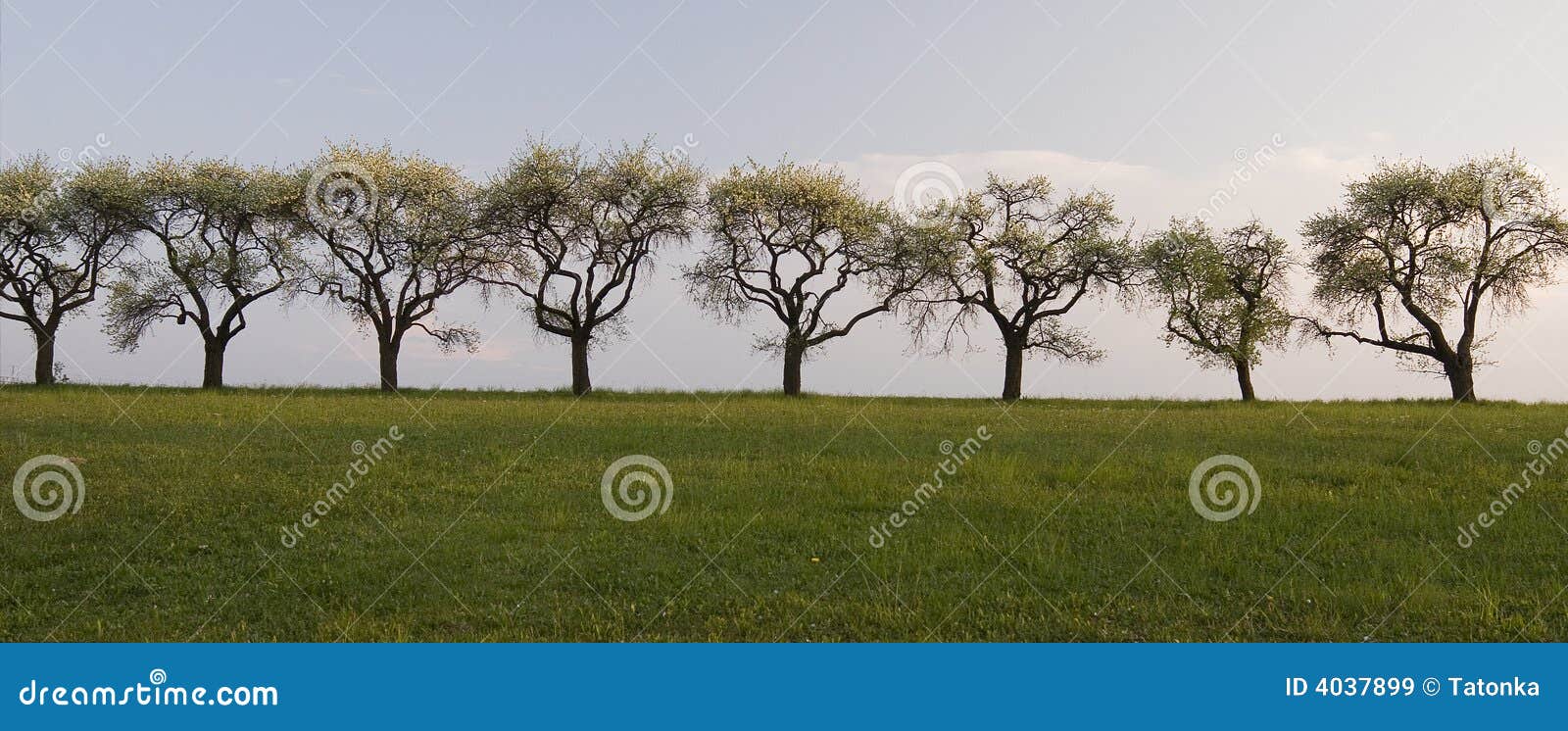 Een rij van bomen stock afbeelding. Image of gebied, weide - 4037899