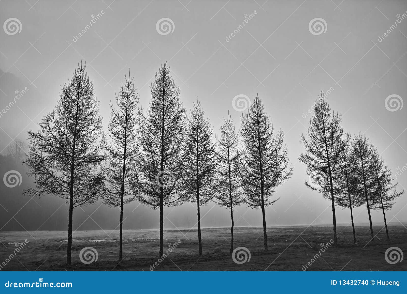 Een Rij Van Bomen in Zwart-wit Stock Foto - Image of mist, gebied: 13432740