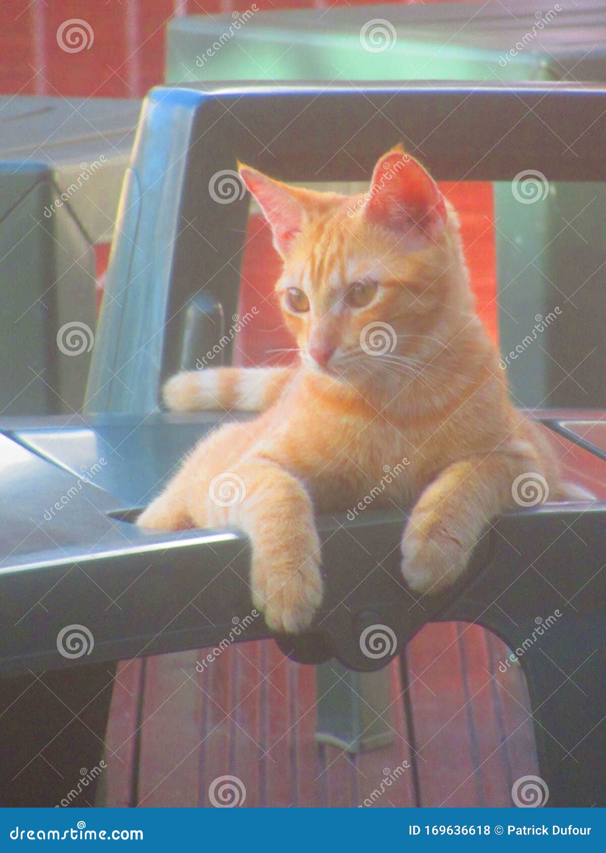 Een rode kat op een stoel stock foto. Image of rood - 169636618