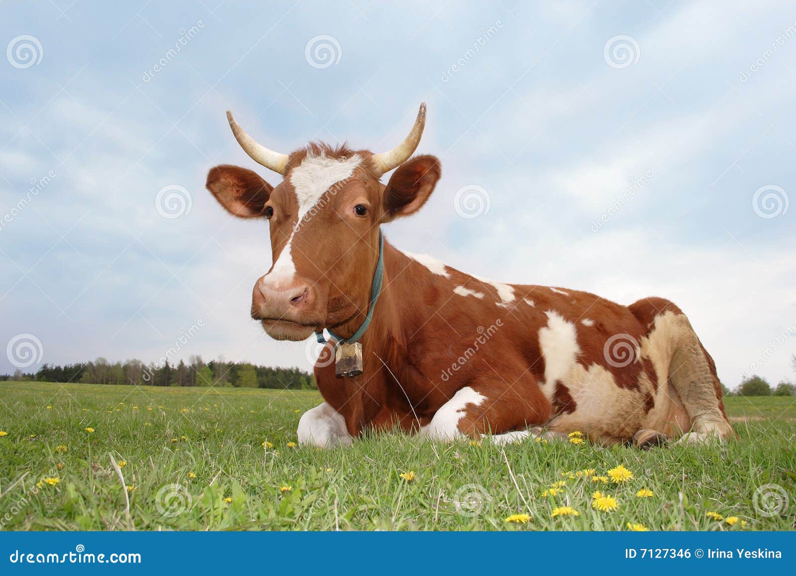 Een rode melkkoe stock foto. Image of rood, melk, blauw - 7127346