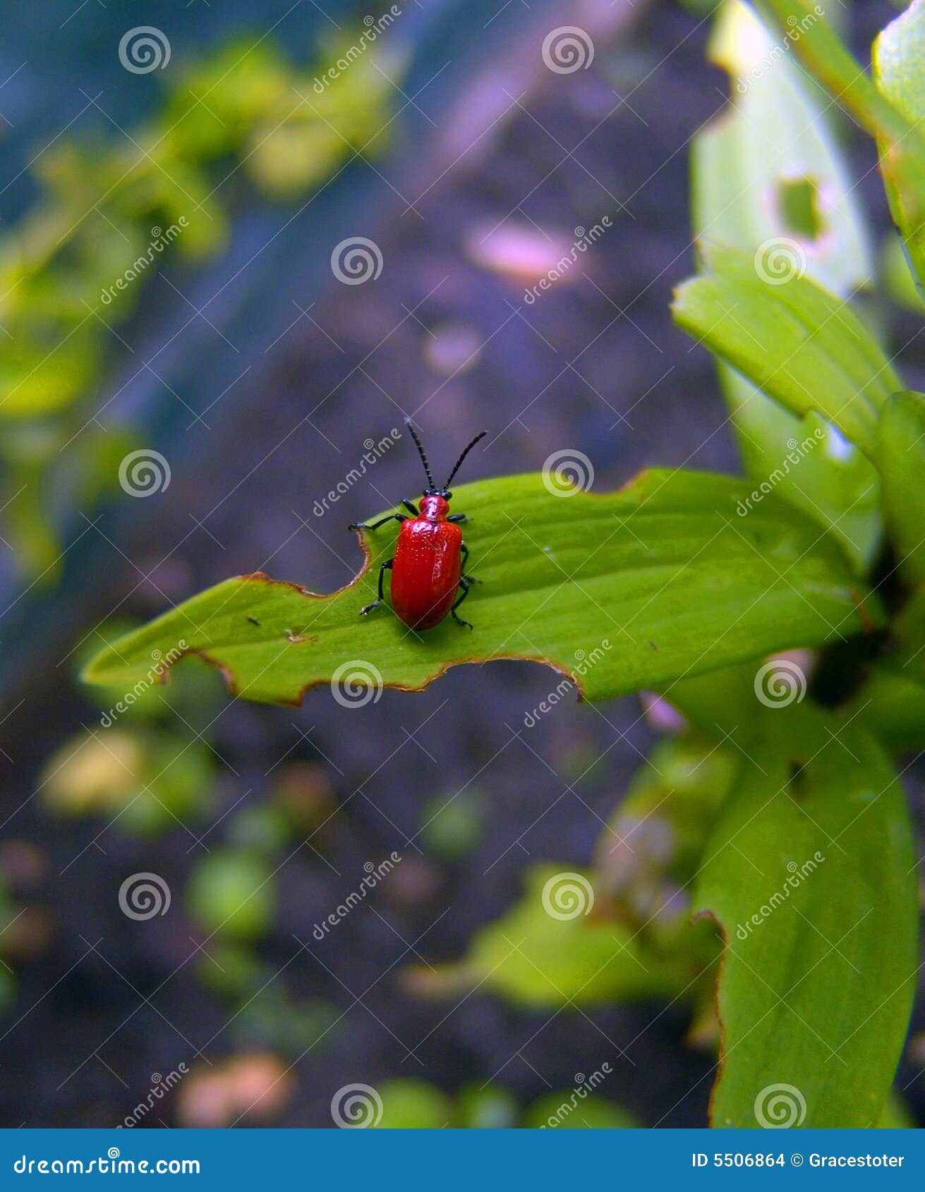 Een Rood Insect in Mijn Tuin Stock Foto - Image of lente, eten: 5506864