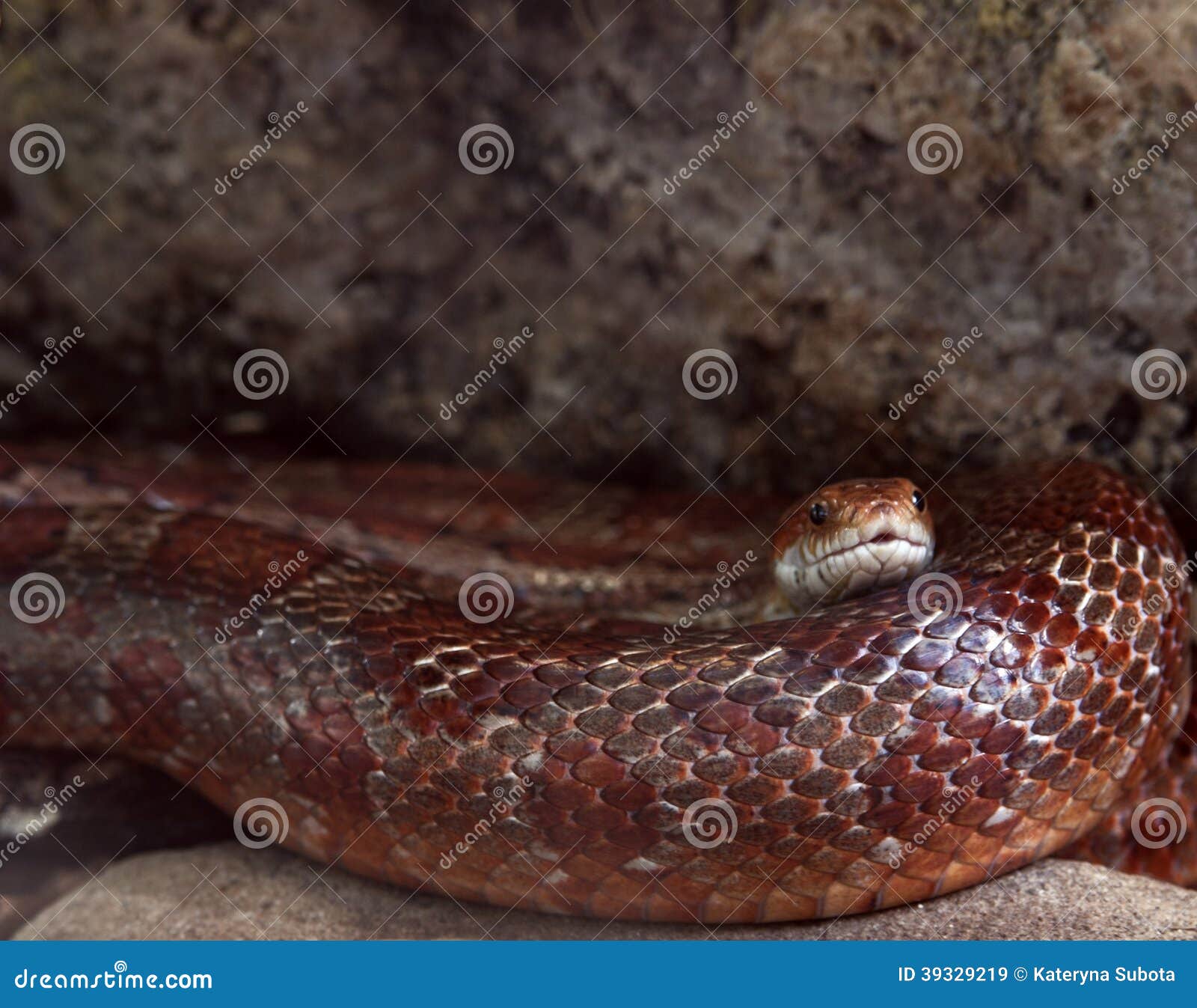 Een roodbruine slang stock afbeelding. Image of wild - 39329219