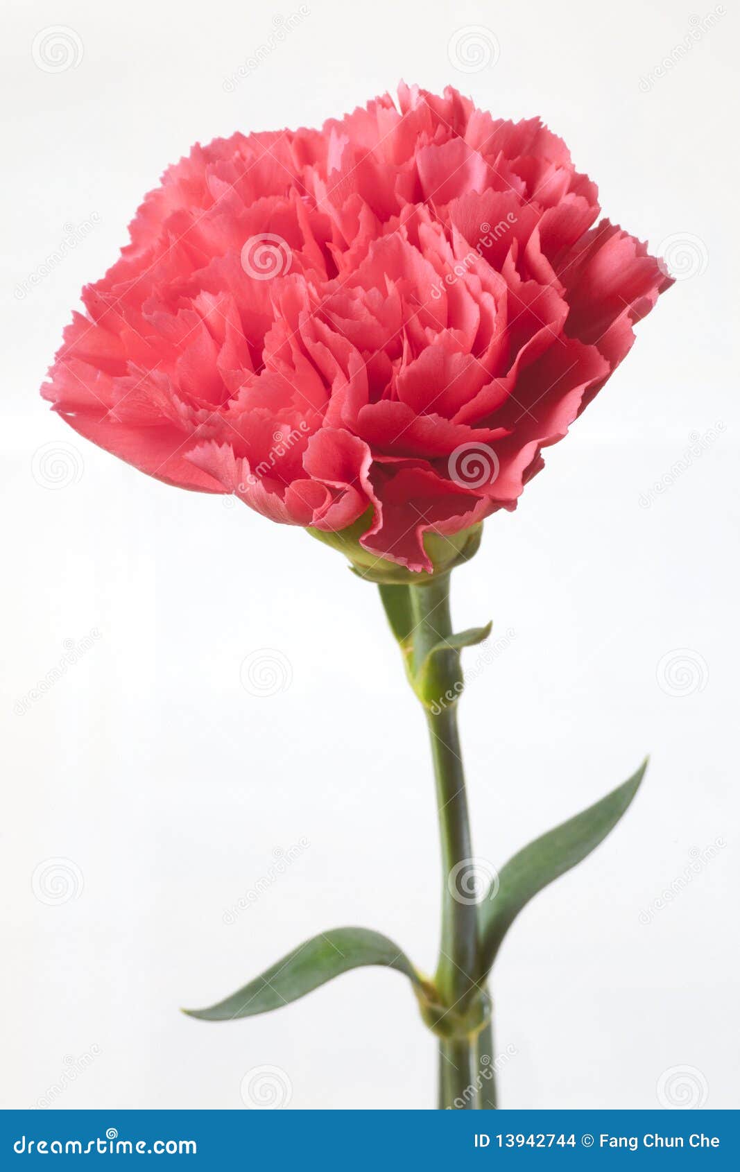 Een roze anjer stock foto. Image of elegant, schoonheid - 13942744