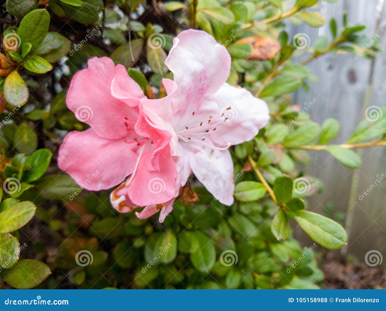 Een Roze Azaleastruik in Bloei Stock Foto - Image of bloemblaadje ...