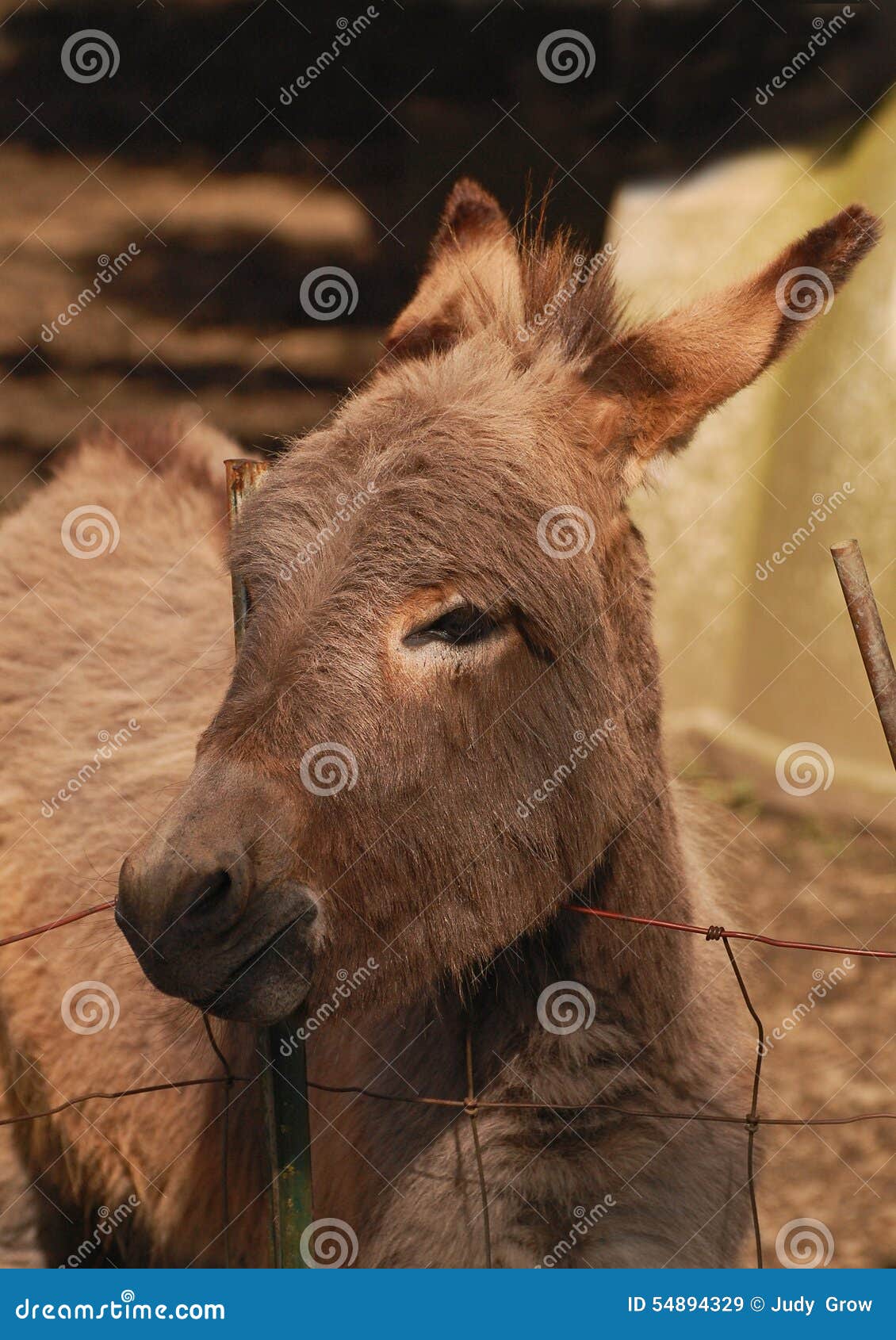 Een ruwharige kleine ezel stock afbeelding. Image of ezel - 54894329