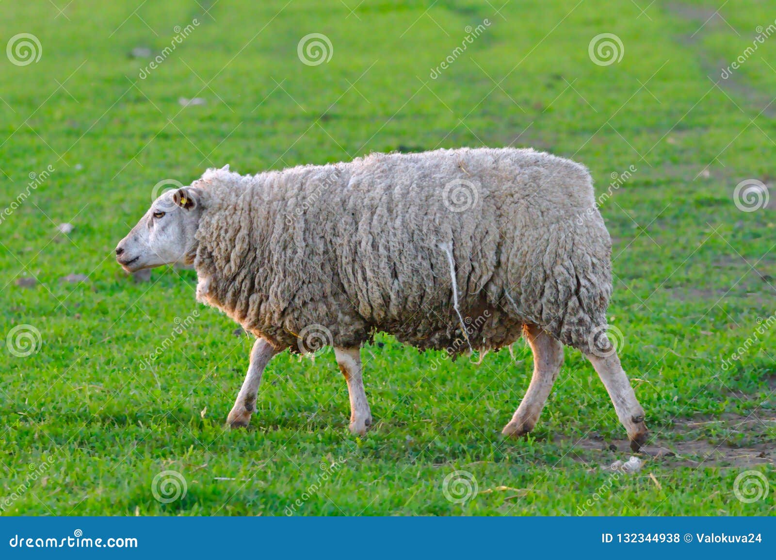 Een schaap stock foto. Image of mooi, gras, lichaam - 132344938