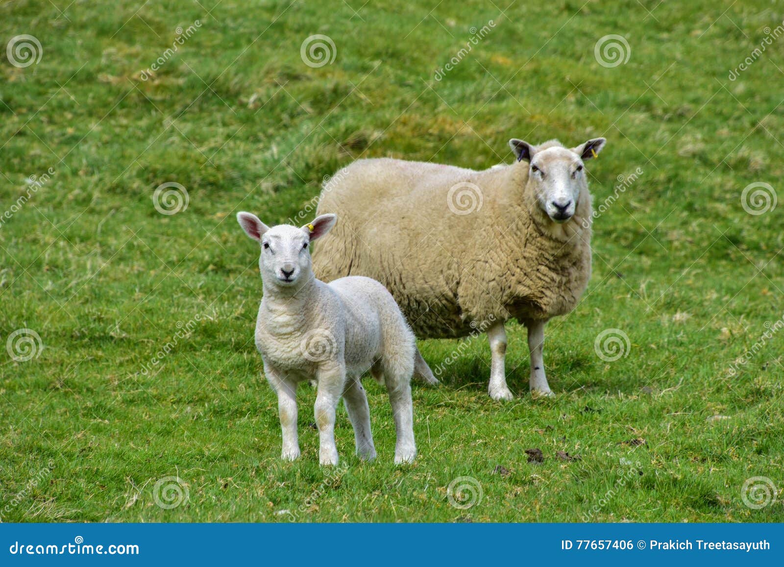 Een schaap en haar lam stock foto. Image of mooi, lente - 77657406