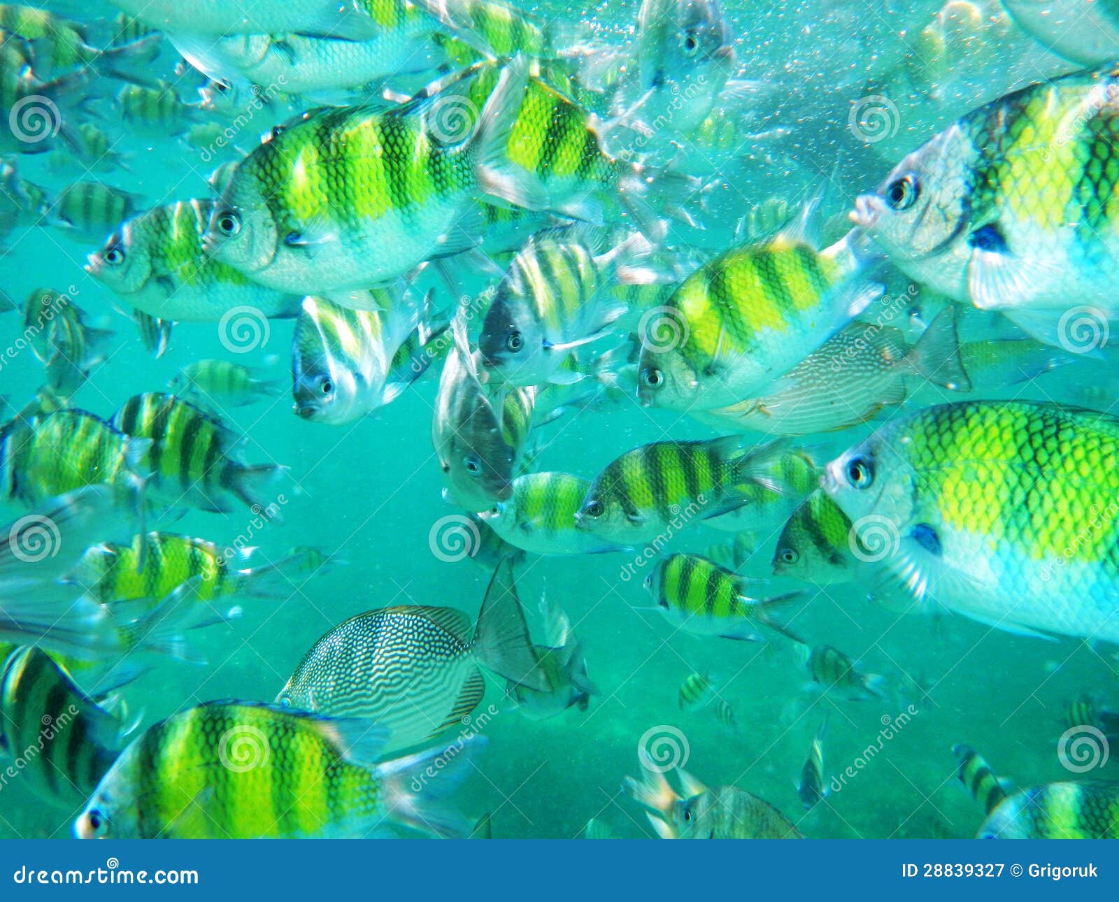 Een School Van Tropische Vissen. Stock Afbeelding - Image of nave ...