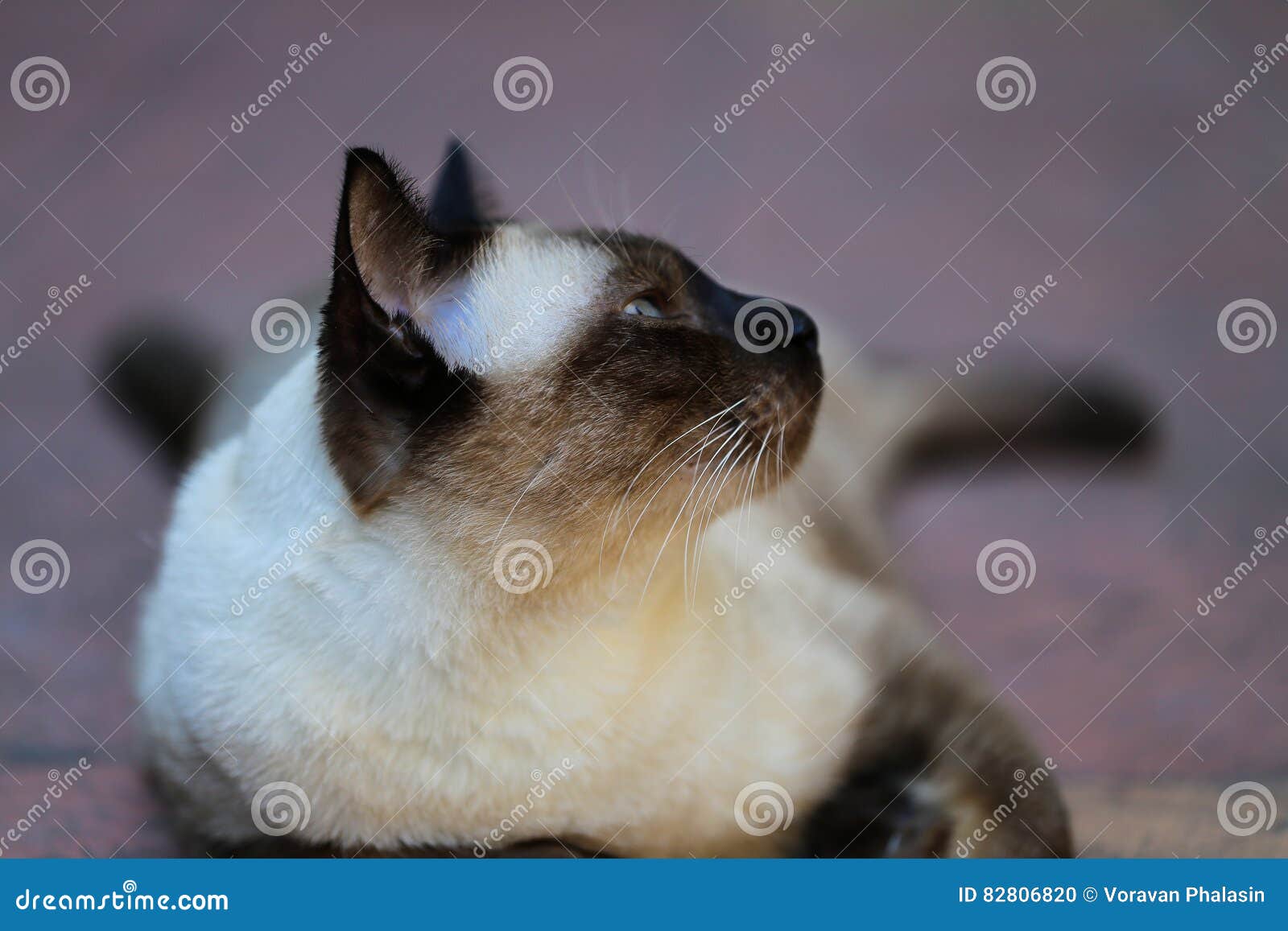 Een Siamese Kat, Verzegelt Bruine Kat Stock Foto - Image of volledig ...