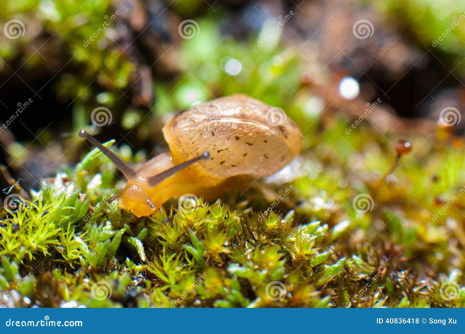 Een slak stock foto. Image of leuk, groen, kruipen, deur - 40836418