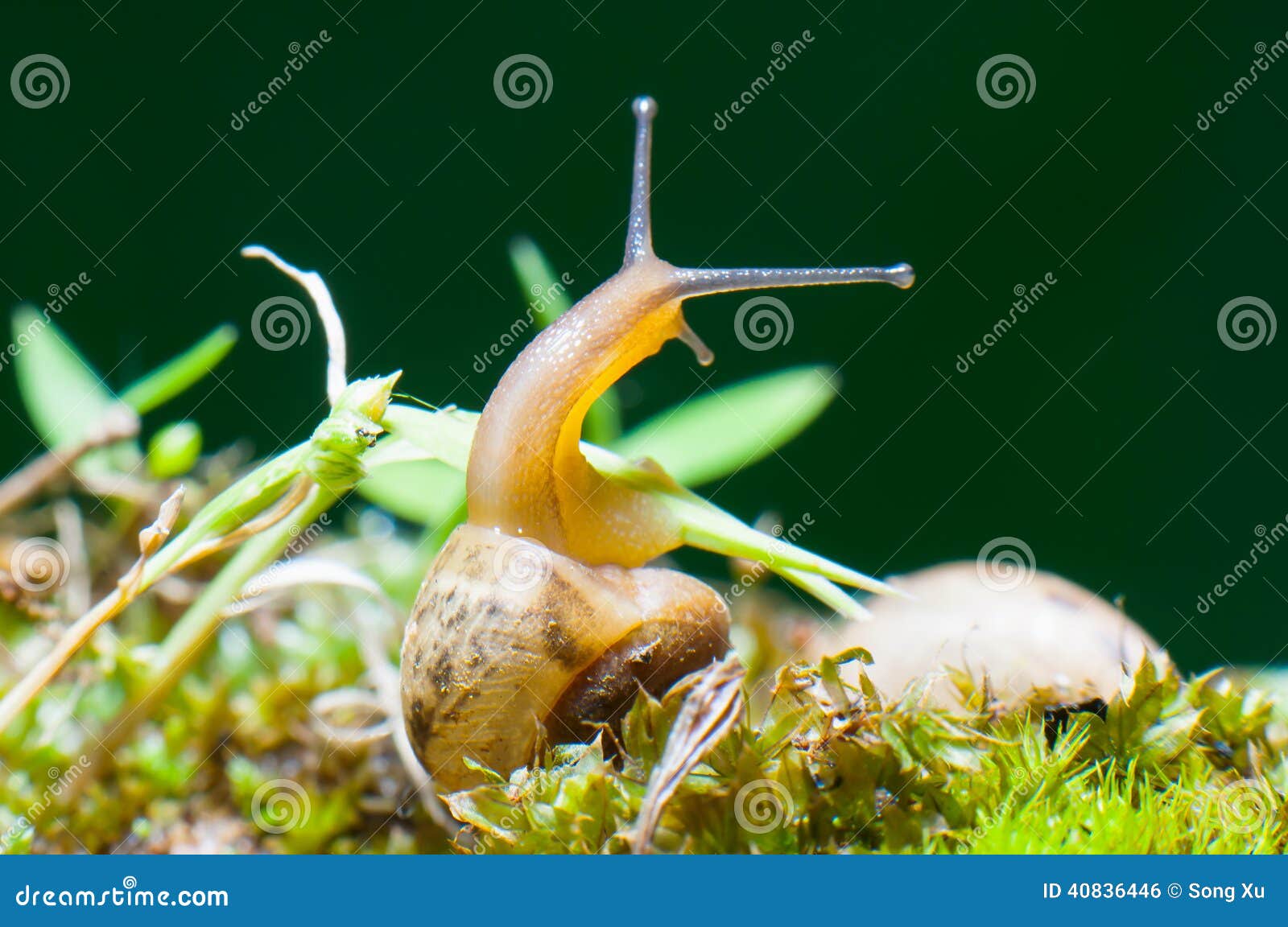 Een slak stock foto. Image of mond, sluit, groen, eetbaar - 40836446