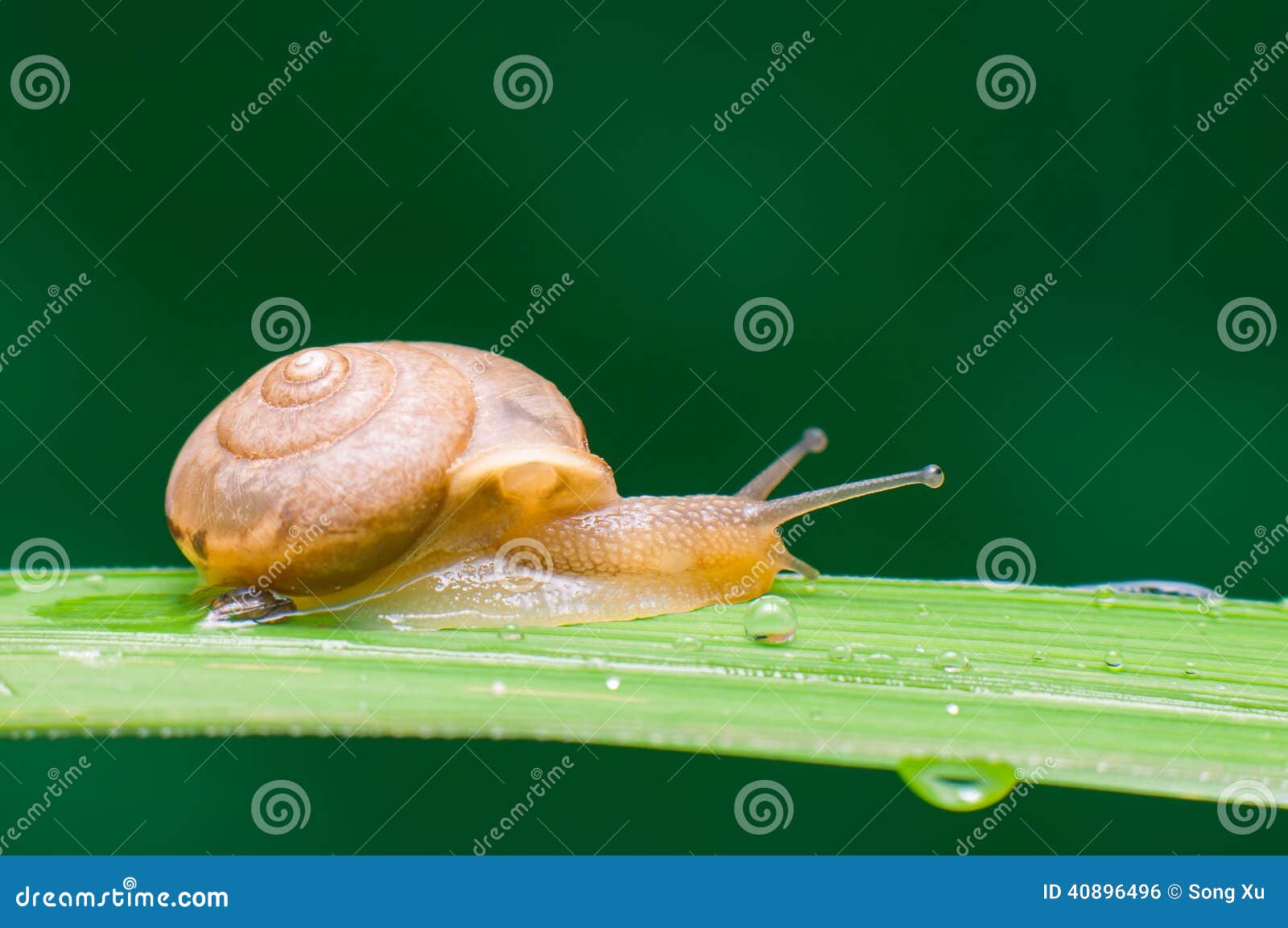 Een slak stock foto. Image of gras, oost, deur, aanbiddelijk - 40896496