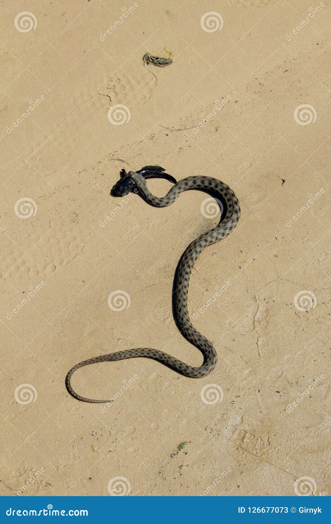 Een Slang Met Vissen in De Mond Stock Afbeelding - Image of zand, wild ...