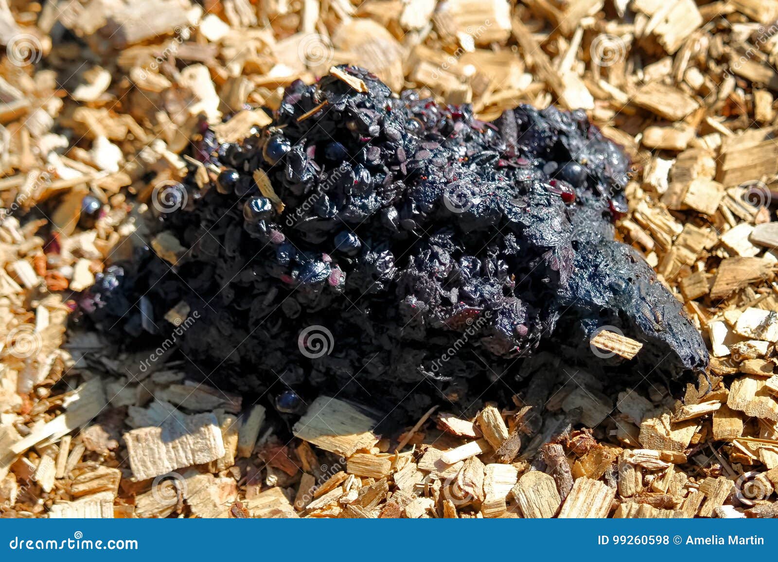 Een Stapel Van Verse Beer Scat Op Houten Spaanders Stock Foto - Image ...