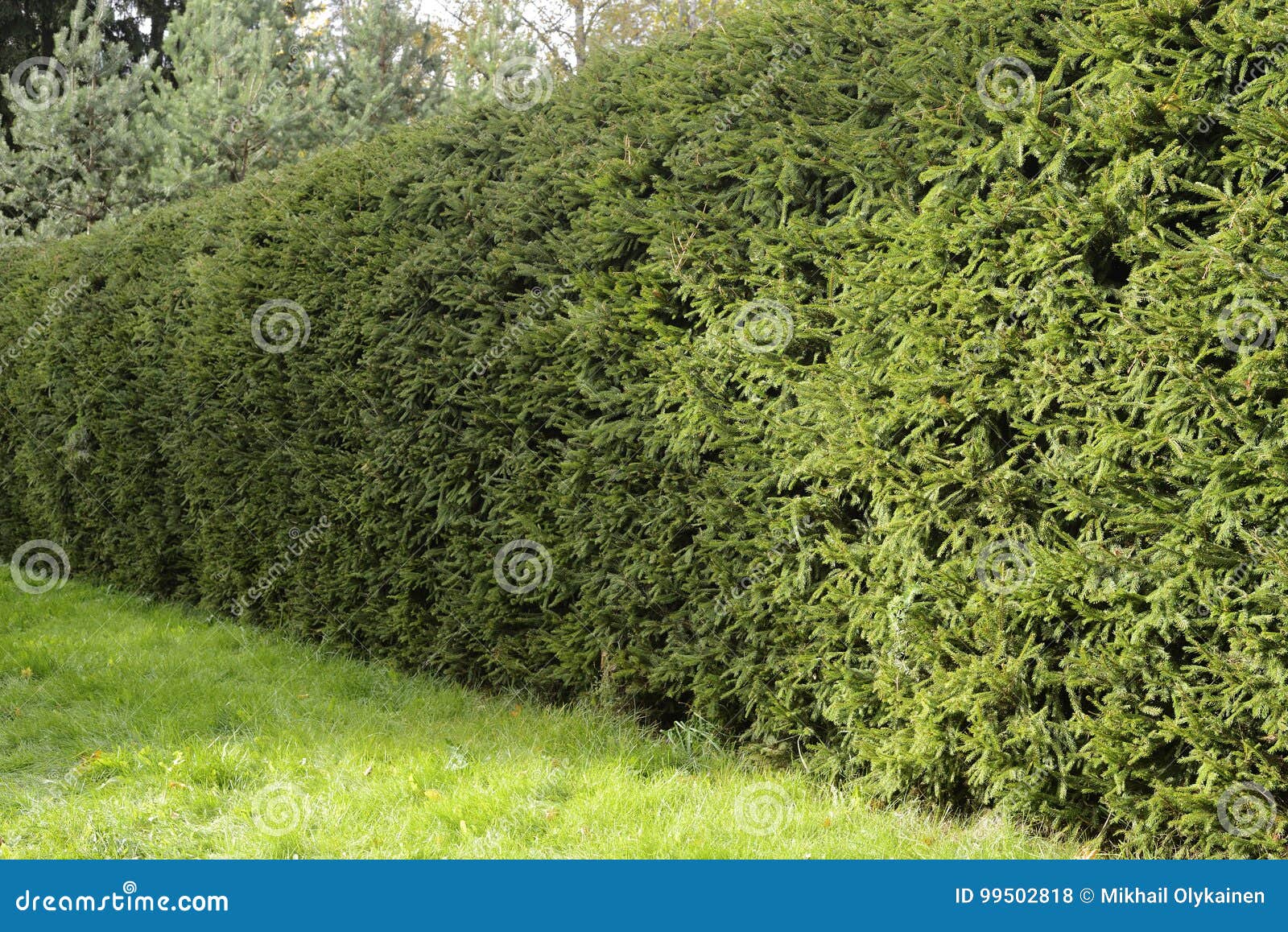 Een Stevige Groene Haag Van Sparren Stock Foto - Image of spar, grens ...