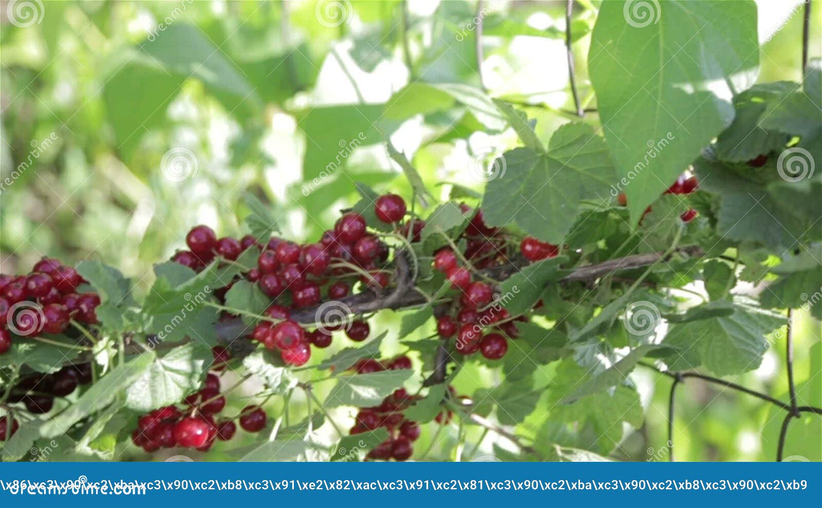 Een struik met rode bessen stock video. Video of tuin - 73410929