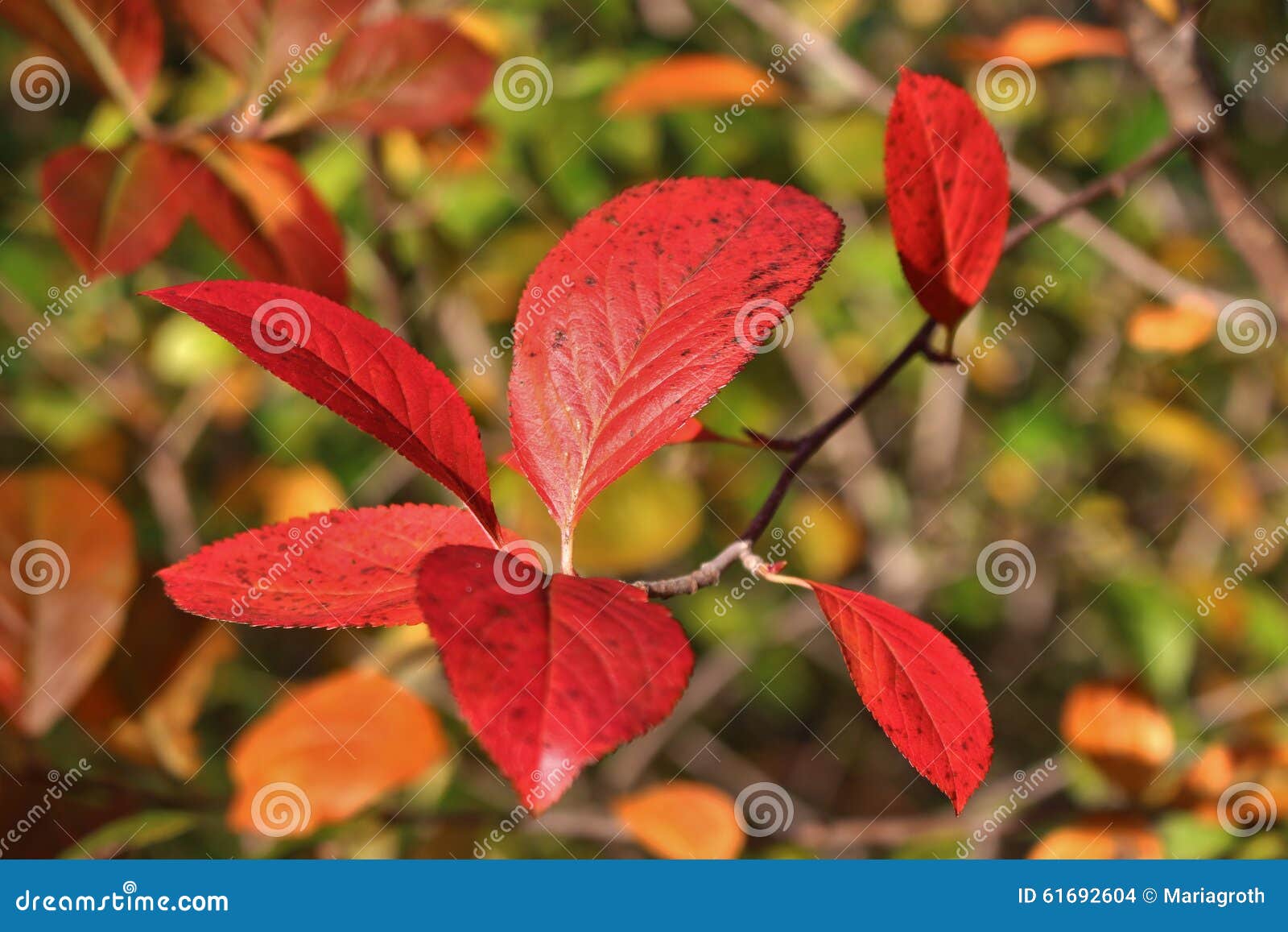 Een Struik Met Rode Bladeren Stock Foto - Image of gevoel, zweeds: 61692604