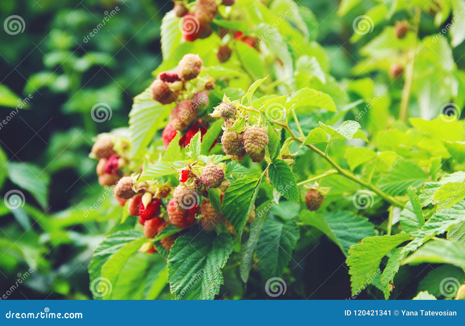 Een Struik Van Een Grote Framboos Stock Afbeelding - Image of ...