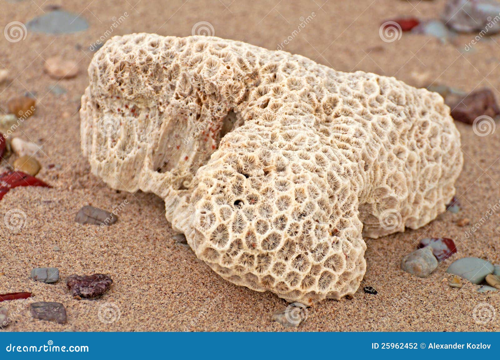 Een Stuk Van Koraal Op Het Strand Stock Foto - Image of buiten ...