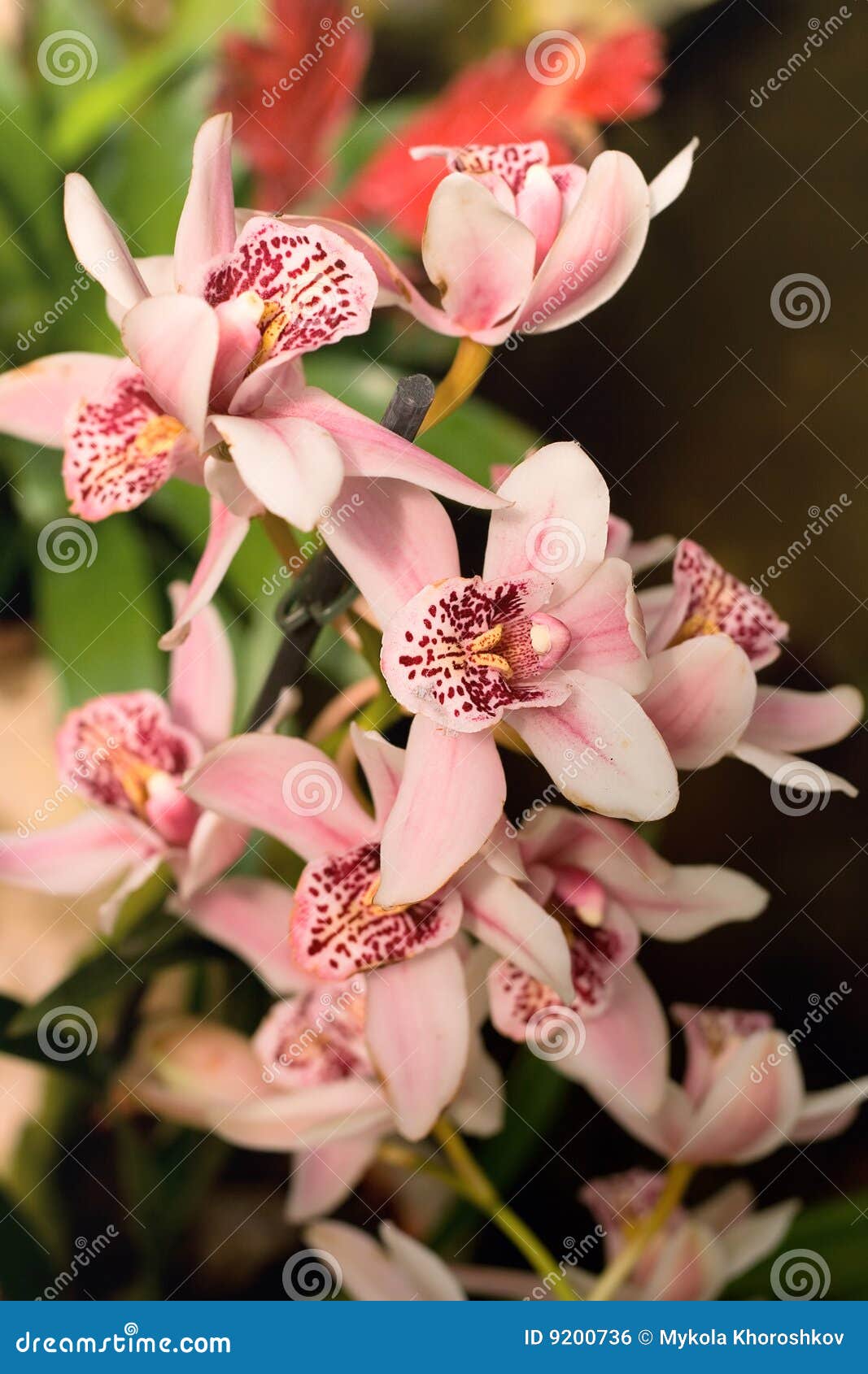 Een tak van mooie orchidee stock foto. Image of boeket - 9200736