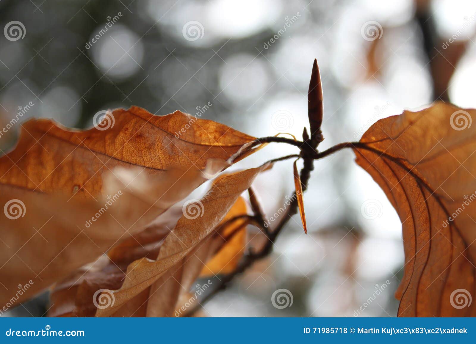 Een takje van beukboom stock foto. Image of knop, lente - 71985718